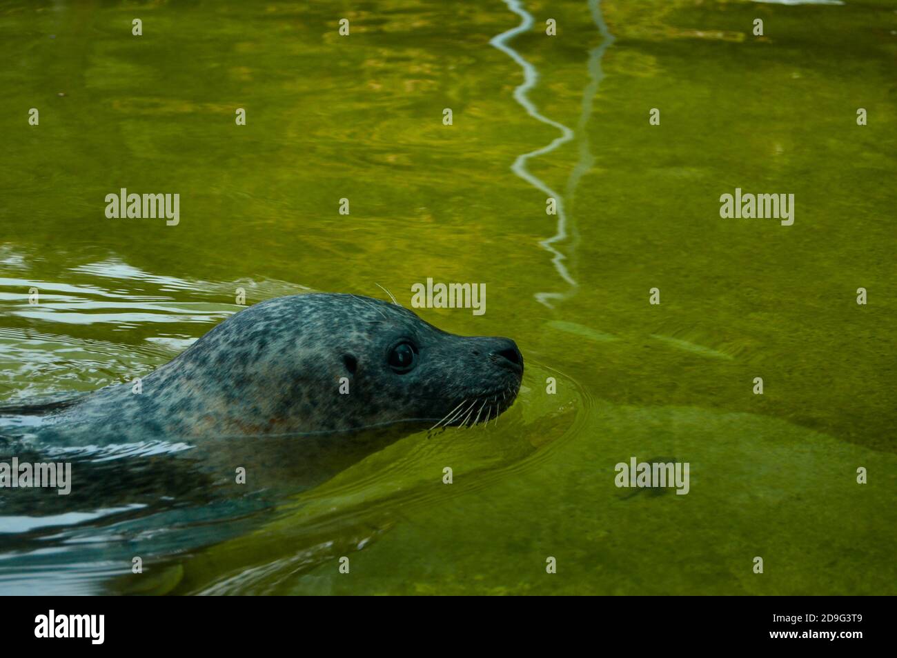 Closeup of a cute seal swimming in the water, in a zoo Stock Photo - Alamy