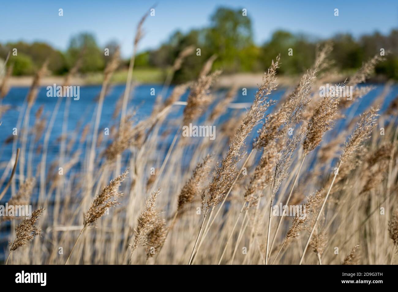 reed in the wind on river side Stock Photo - Alamy