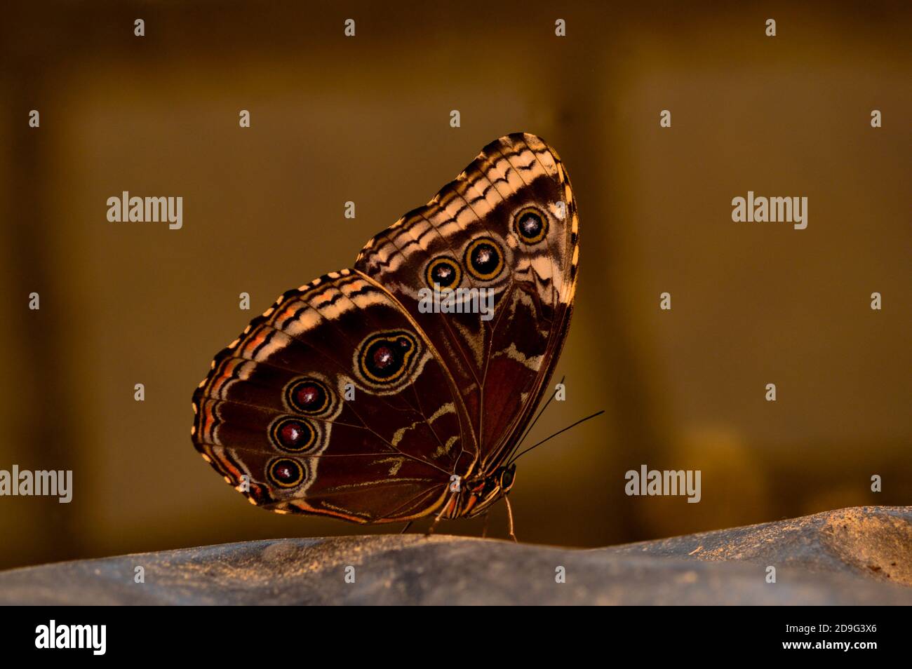Patterned butterfly hi-res stock photography and images - Alamy