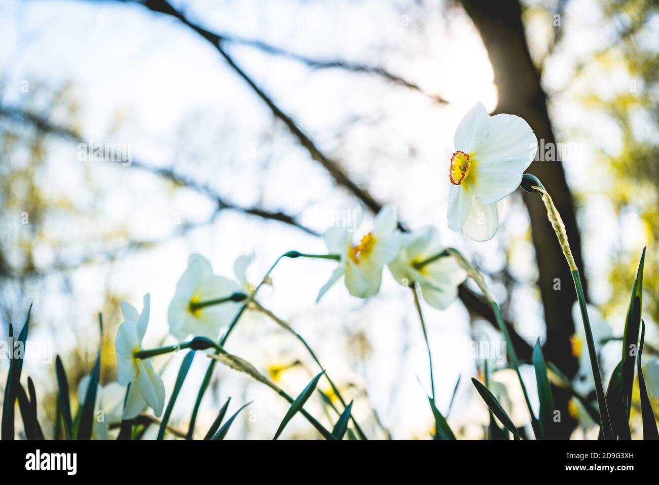 spring flowers in the meadow Stock Photo - Alamy
