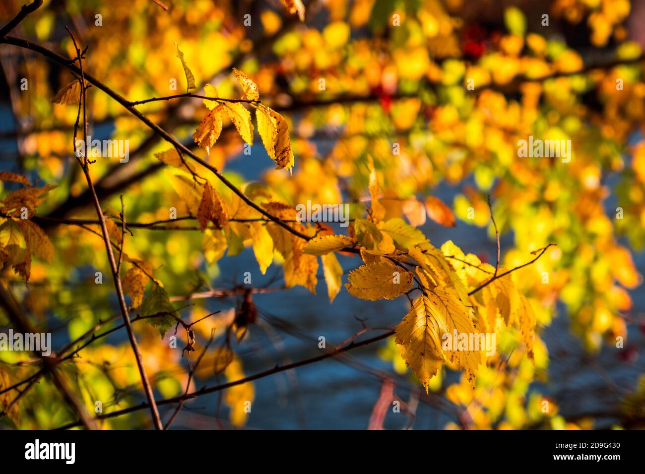Colored tree in autumn Stock Photo - Alamy