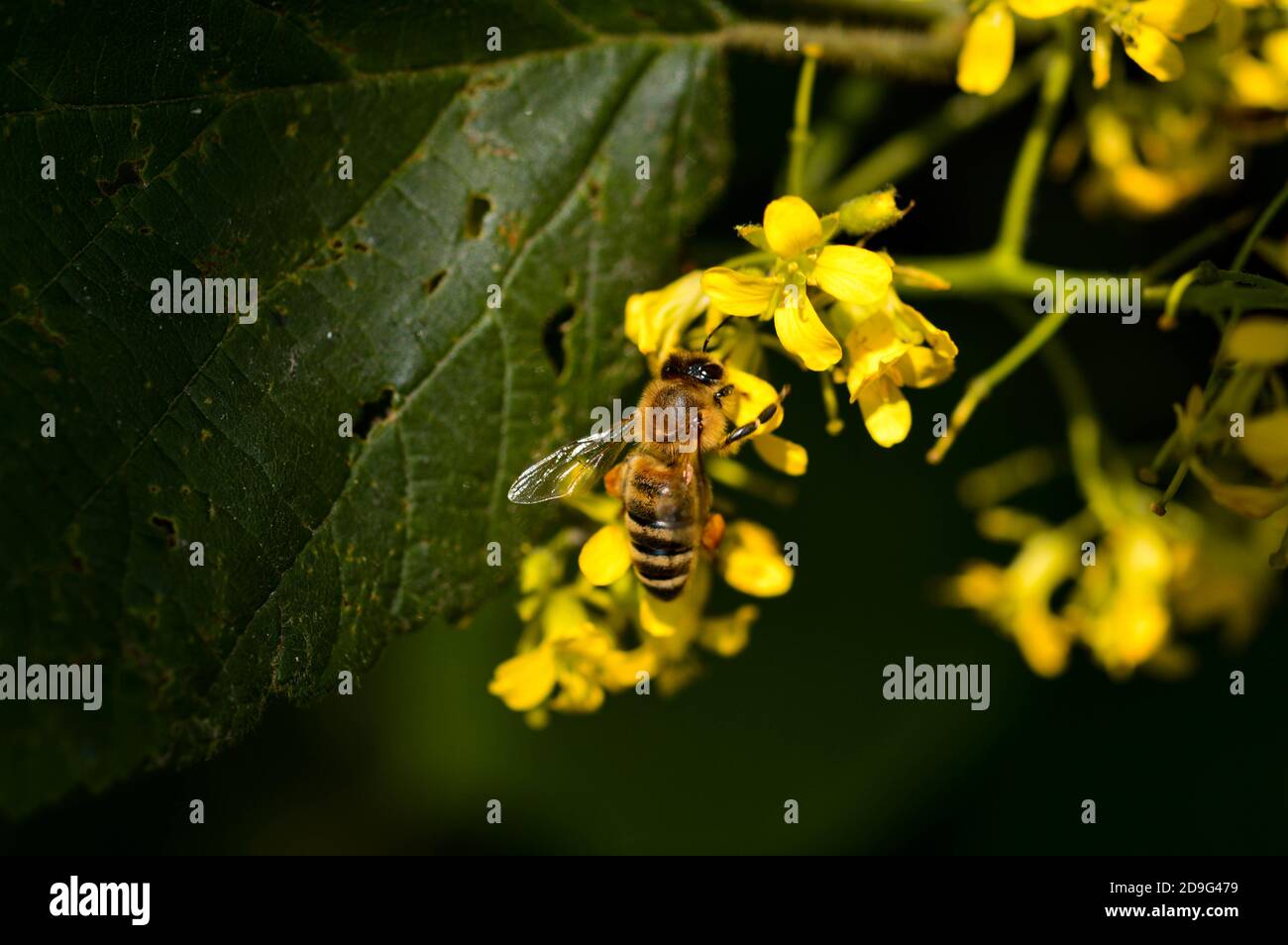 Amazing macro shot of a honey bee on a yellow flower Stock Photo - Alamy