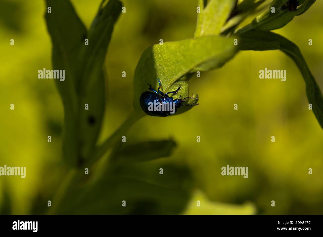 A blue beetle hi-res stock photography and images - Alamy