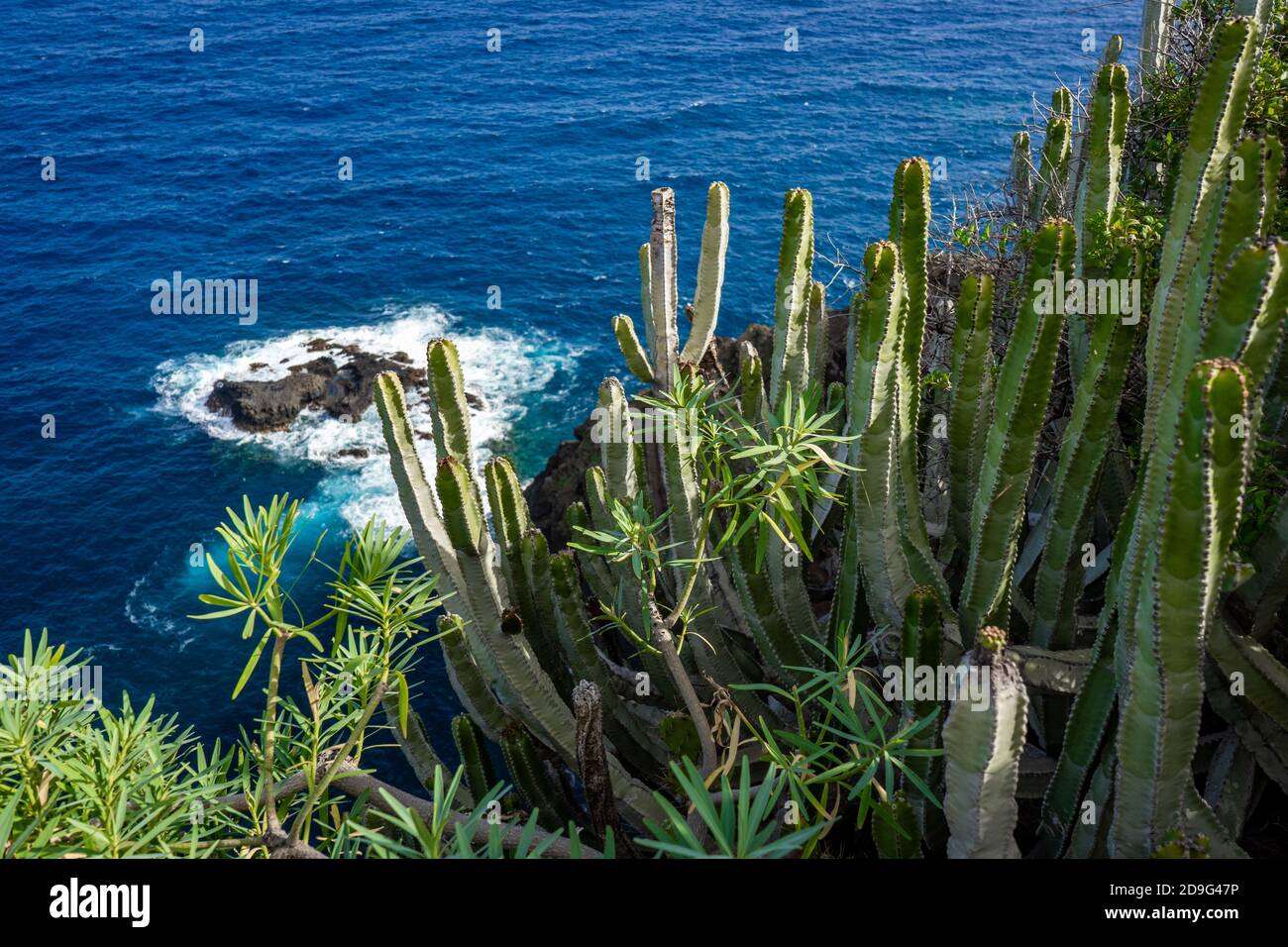 Cacti on coast hi-res stock photography and images - Alamy