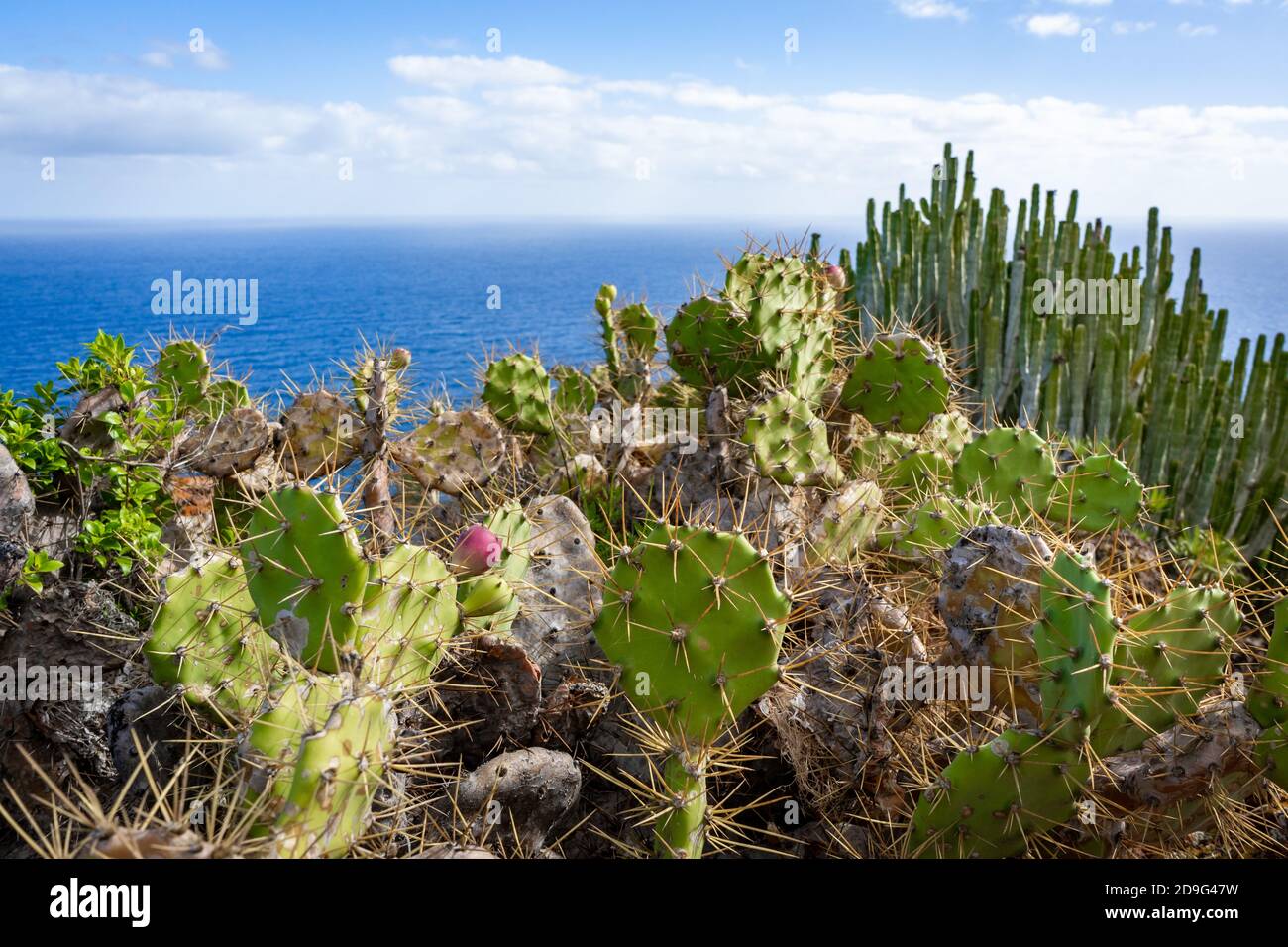 Cacti on coast hi-res stock photography and images - Alamy