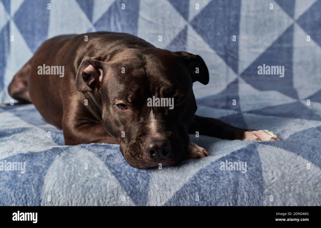 American bull dog eye hi-res stock photography and images - Alamy