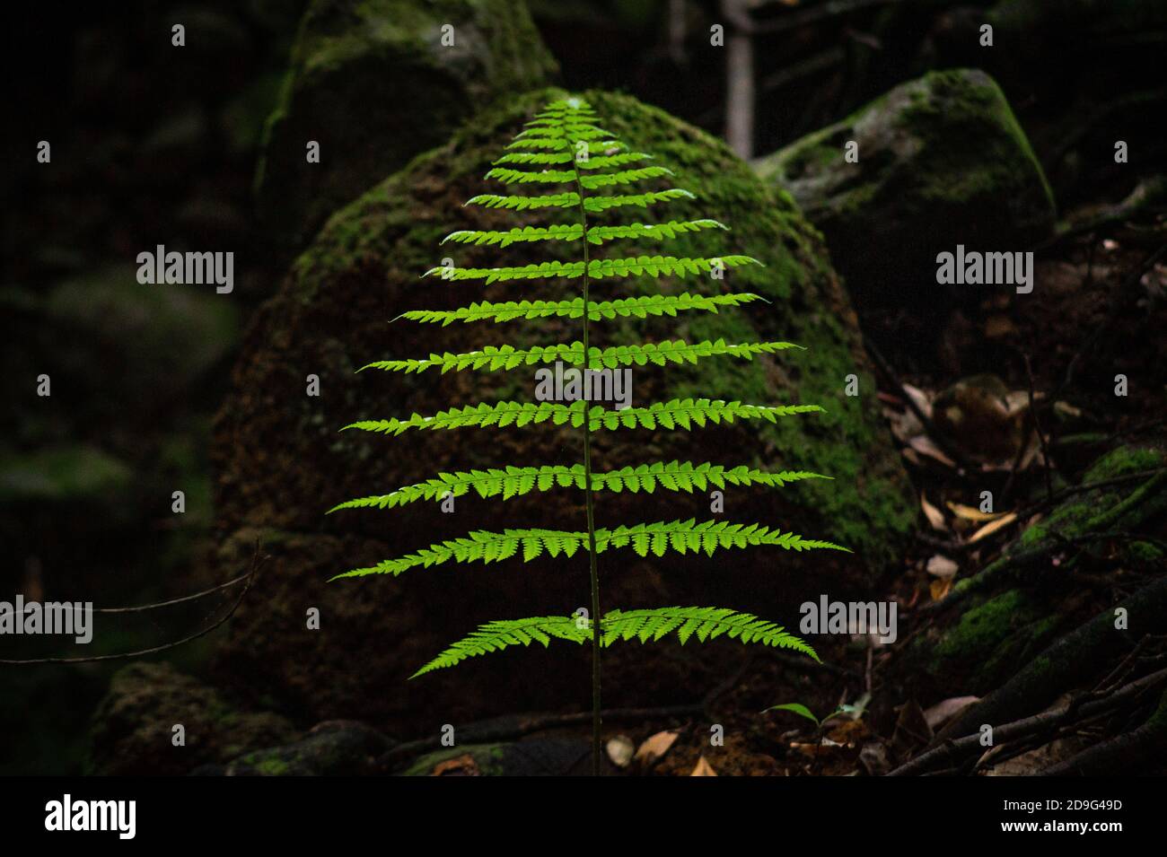 Thorn fern high contrast dark forest symmetrical Stock Photo - Alamy