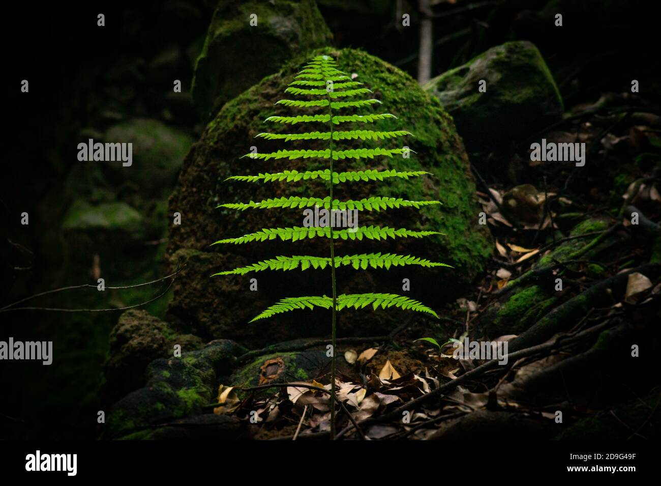 Thorn fern high contrast dark forest symmetrical Stock Photo - Alamy