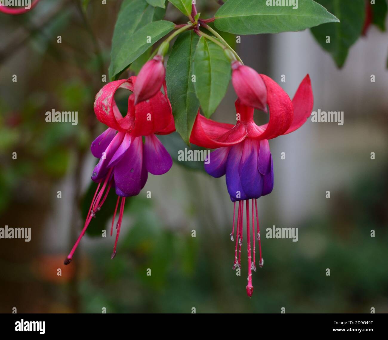 Fuchsias hi-res stock photography and images - Alamy