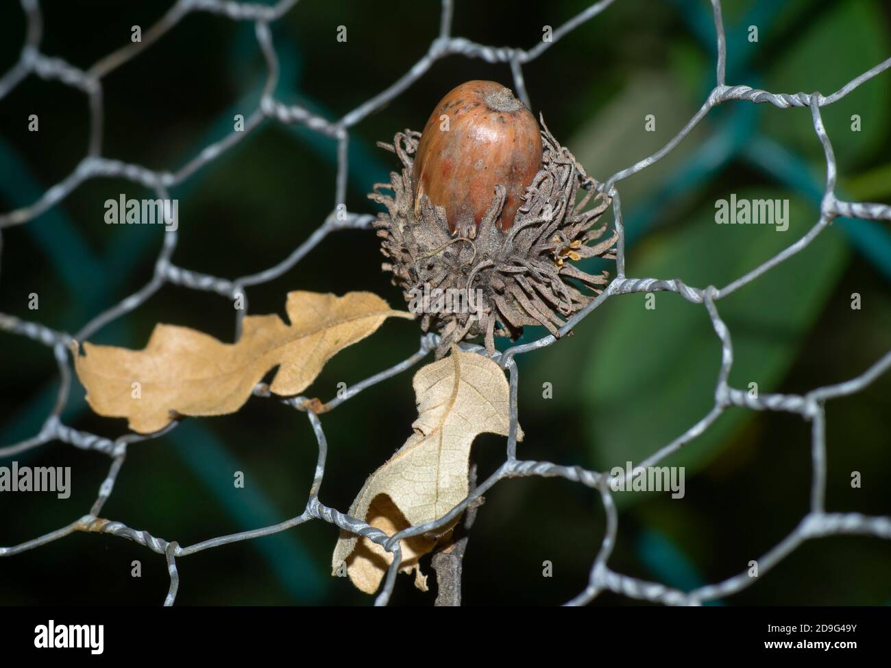 Acorn shell hi-res stock photography and images - Alamy