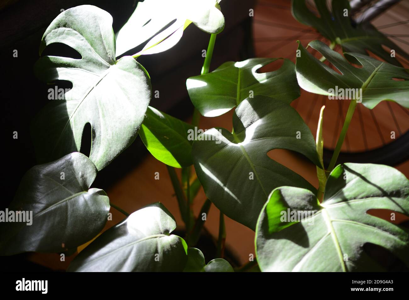 Monstera plant shadows hi-res stock photography and images - Alamy