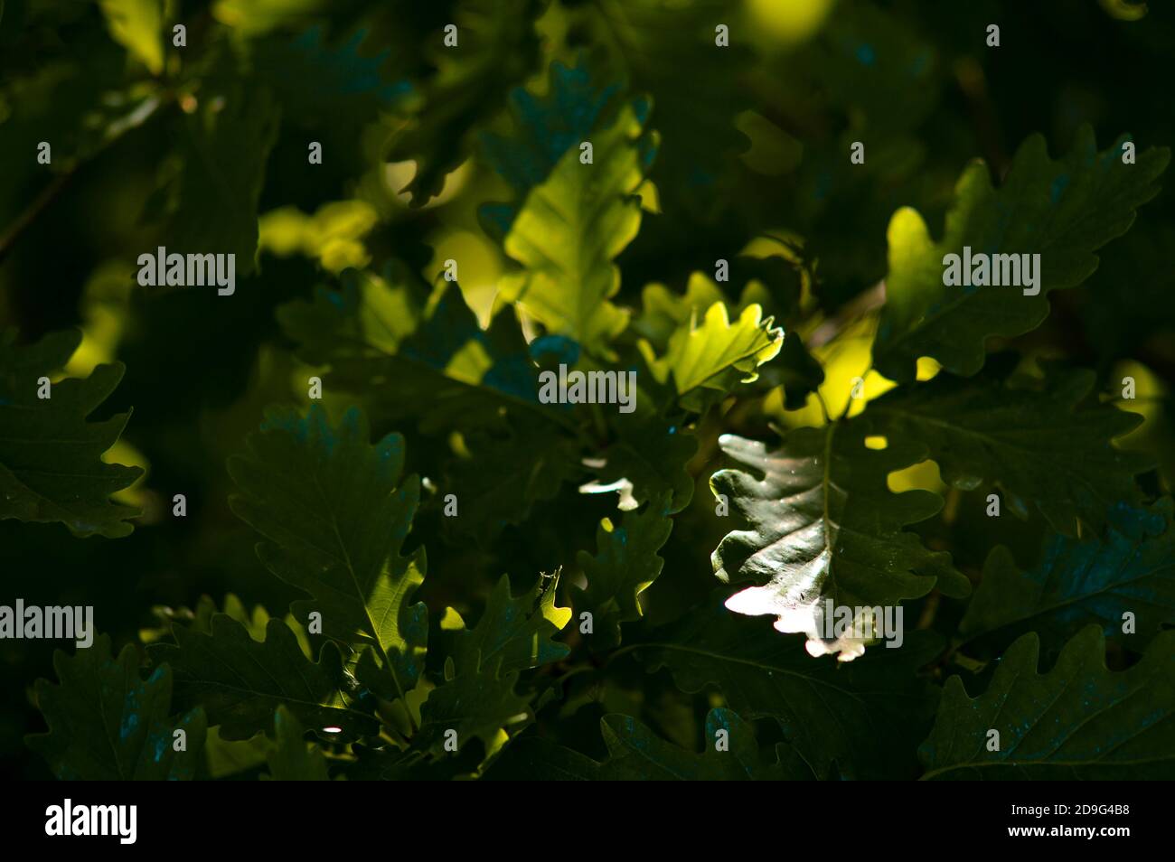Sunlit green foliage texture hi-res stock photography and images - Alamy