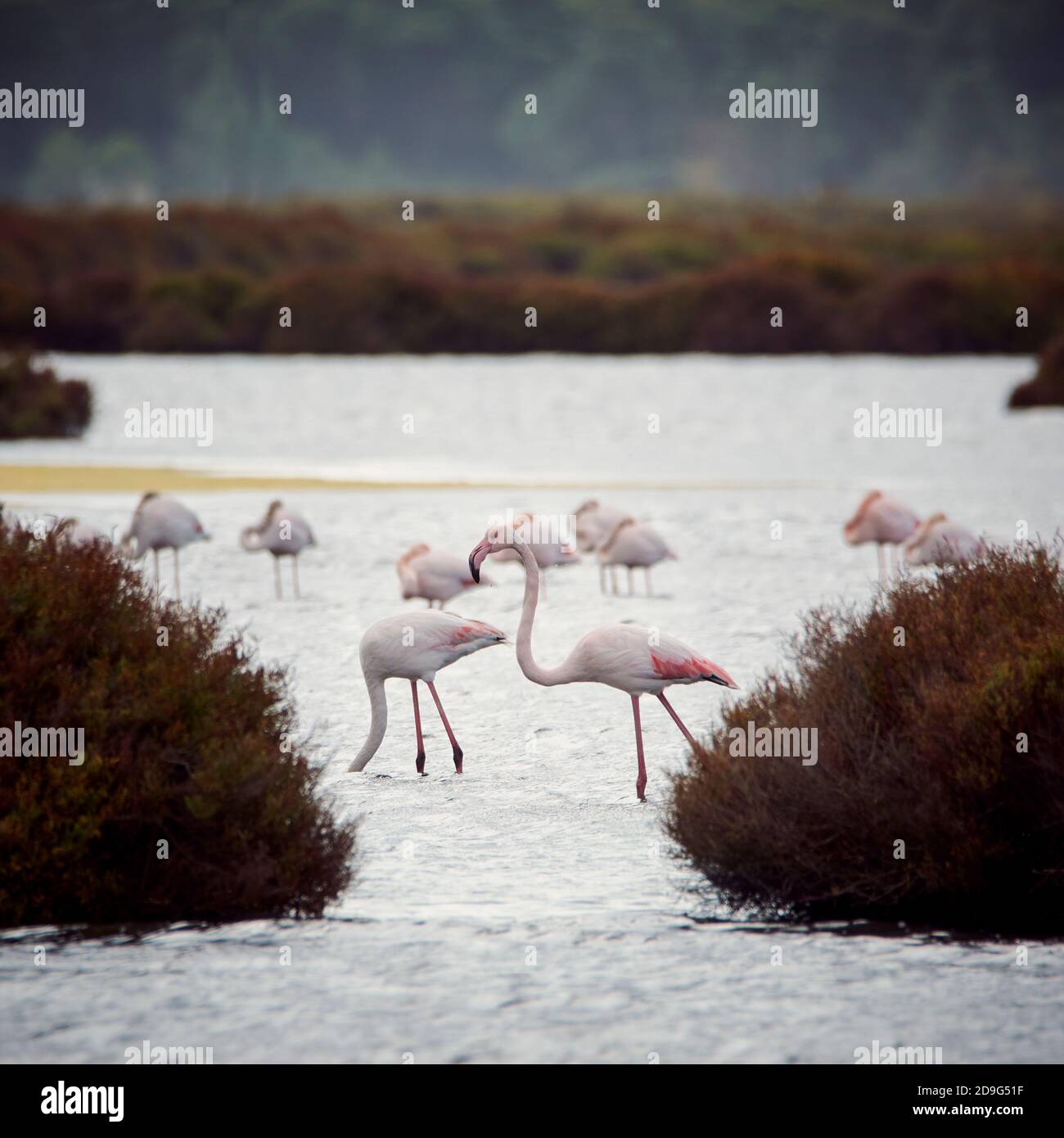 pink flamingo in lake, migratory birds resting Stock Photo - Alamy