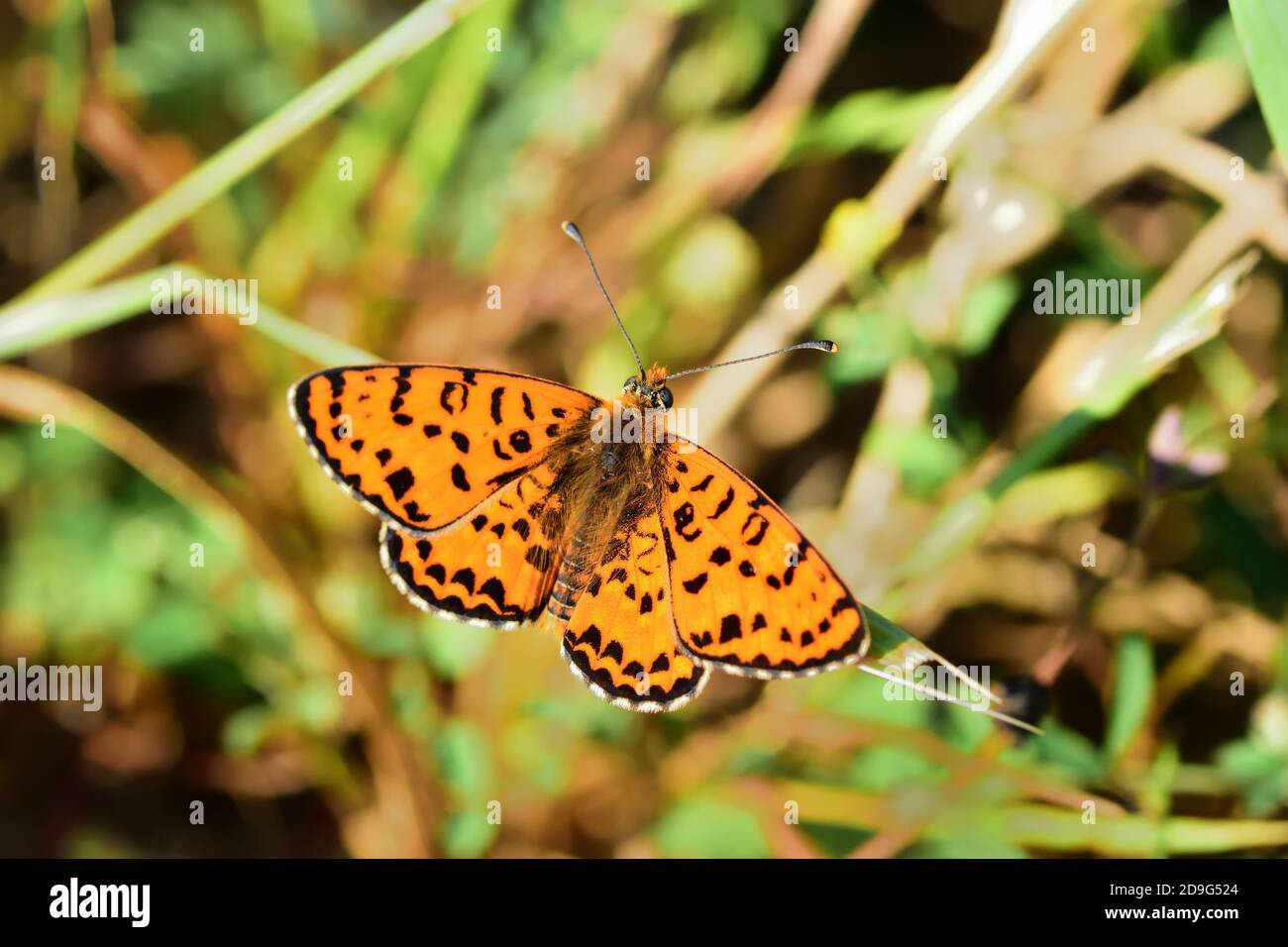 Red spotted butterfly hi-res stock photography and images - Alamy