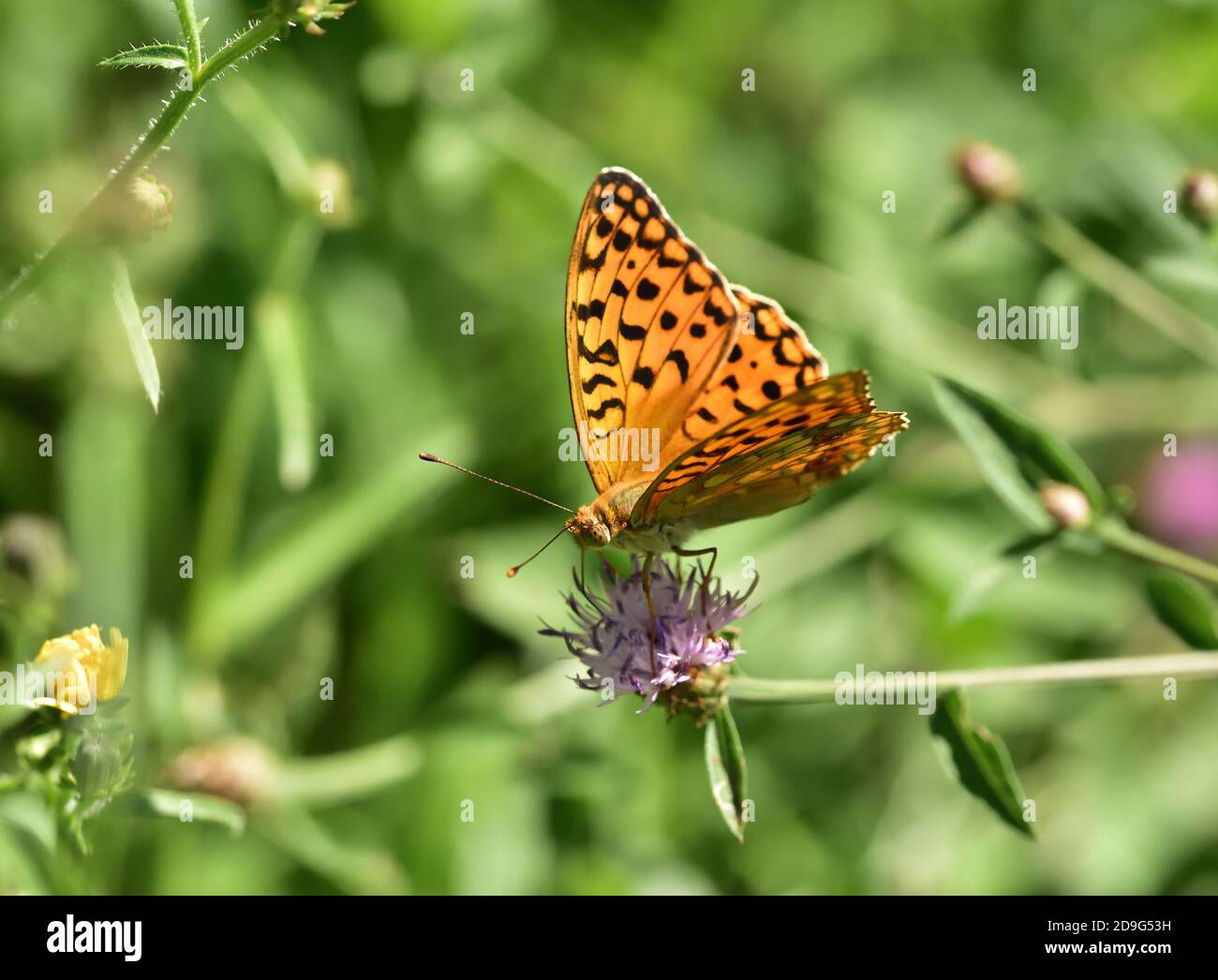 Isolated butterfly Argynnis paphia, called Silver-washed fritillary ...