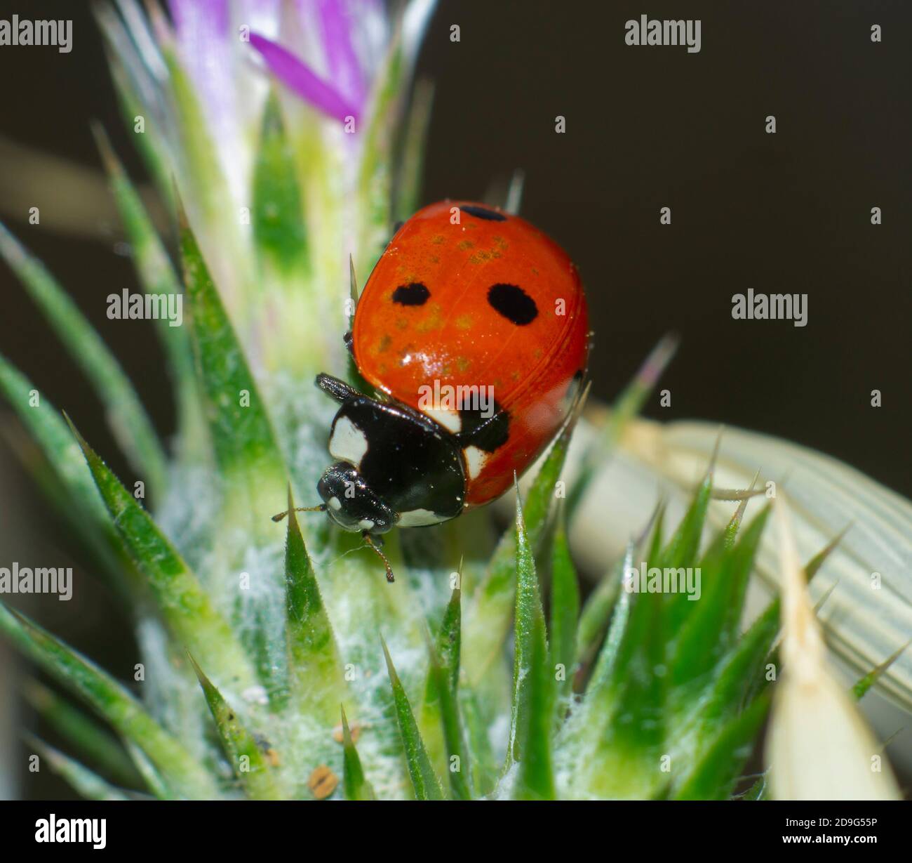 Ladybird wings hi-res stock photography and images - Alamy