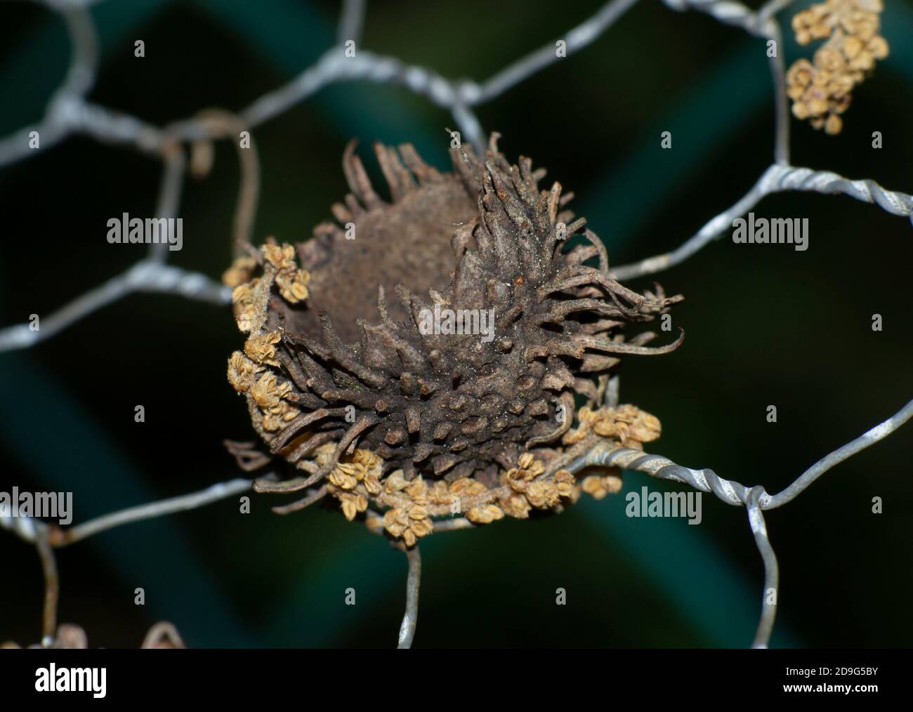 macro of an acorn shell of a wire mesh in the forest Stock Photo - Alamy