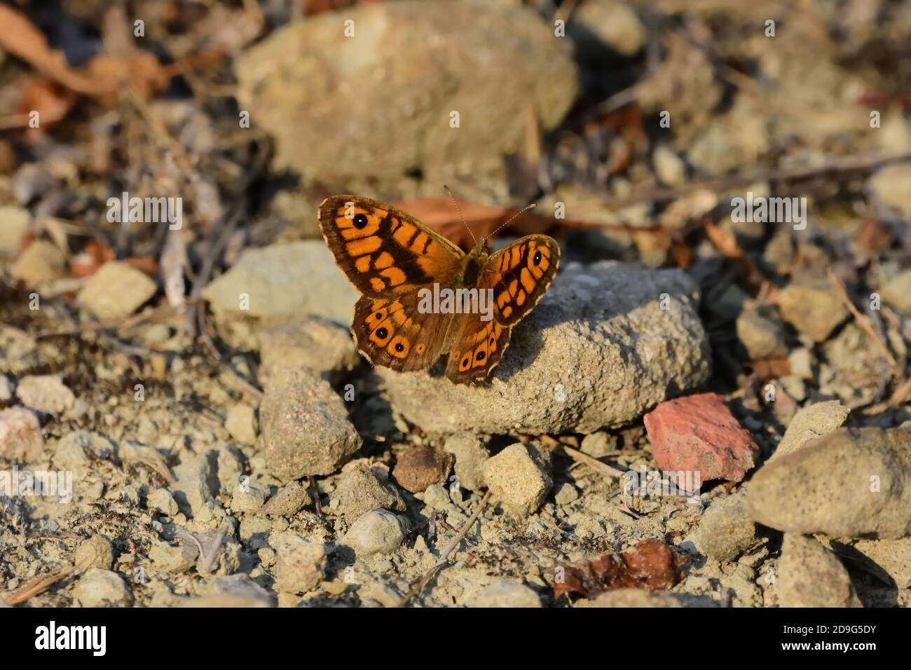 Isolated and beautiful specimen of butterfly of the species Lasiommata ...