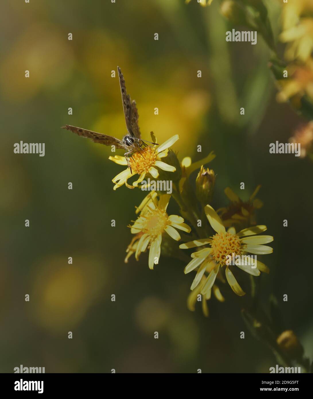 Isolated specimen of Queen of Spain fritillary (Issoria lathonia) on ...