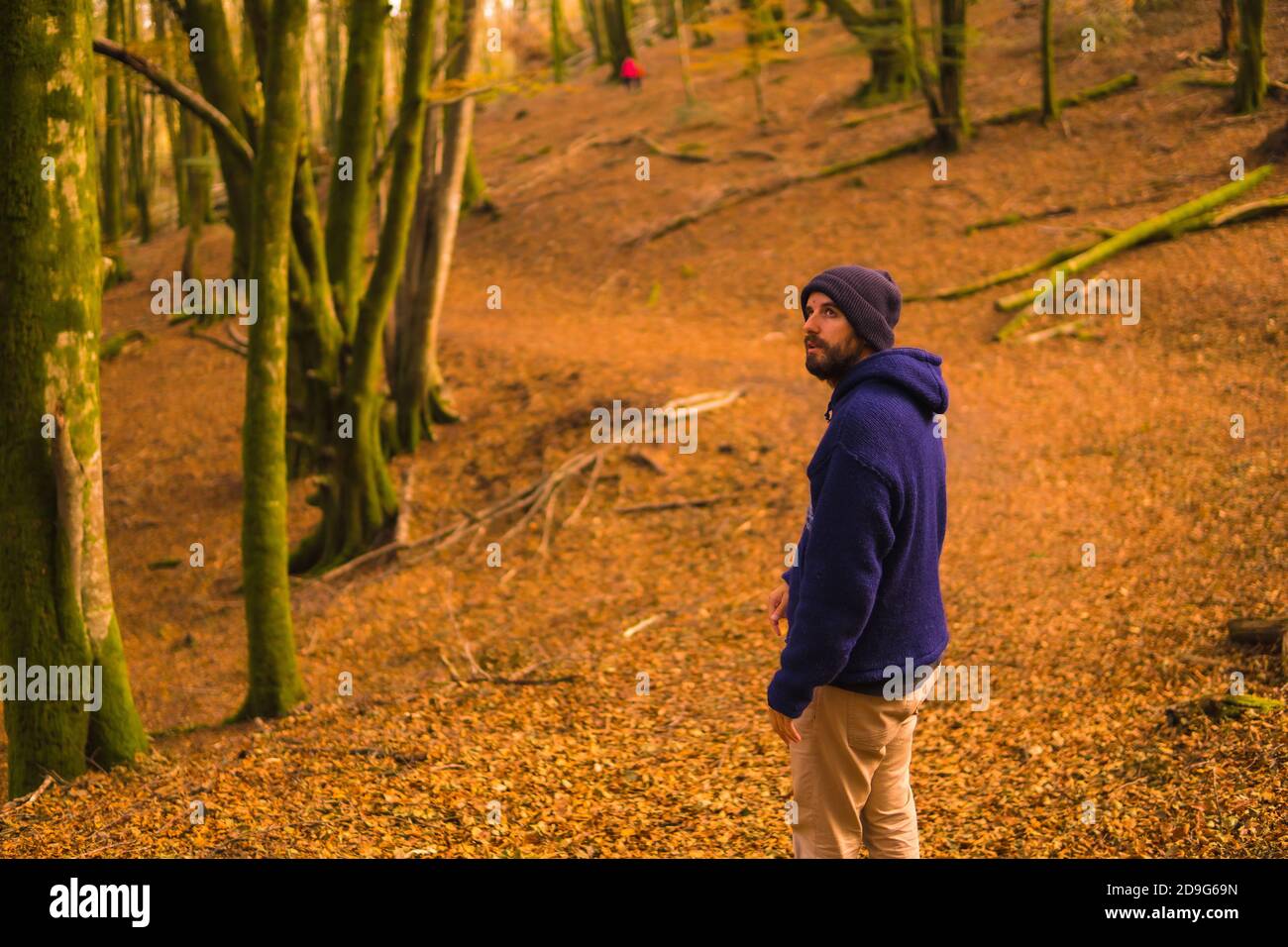 Adventurous man walking in the golden beautiful forest in autumn Stock ...