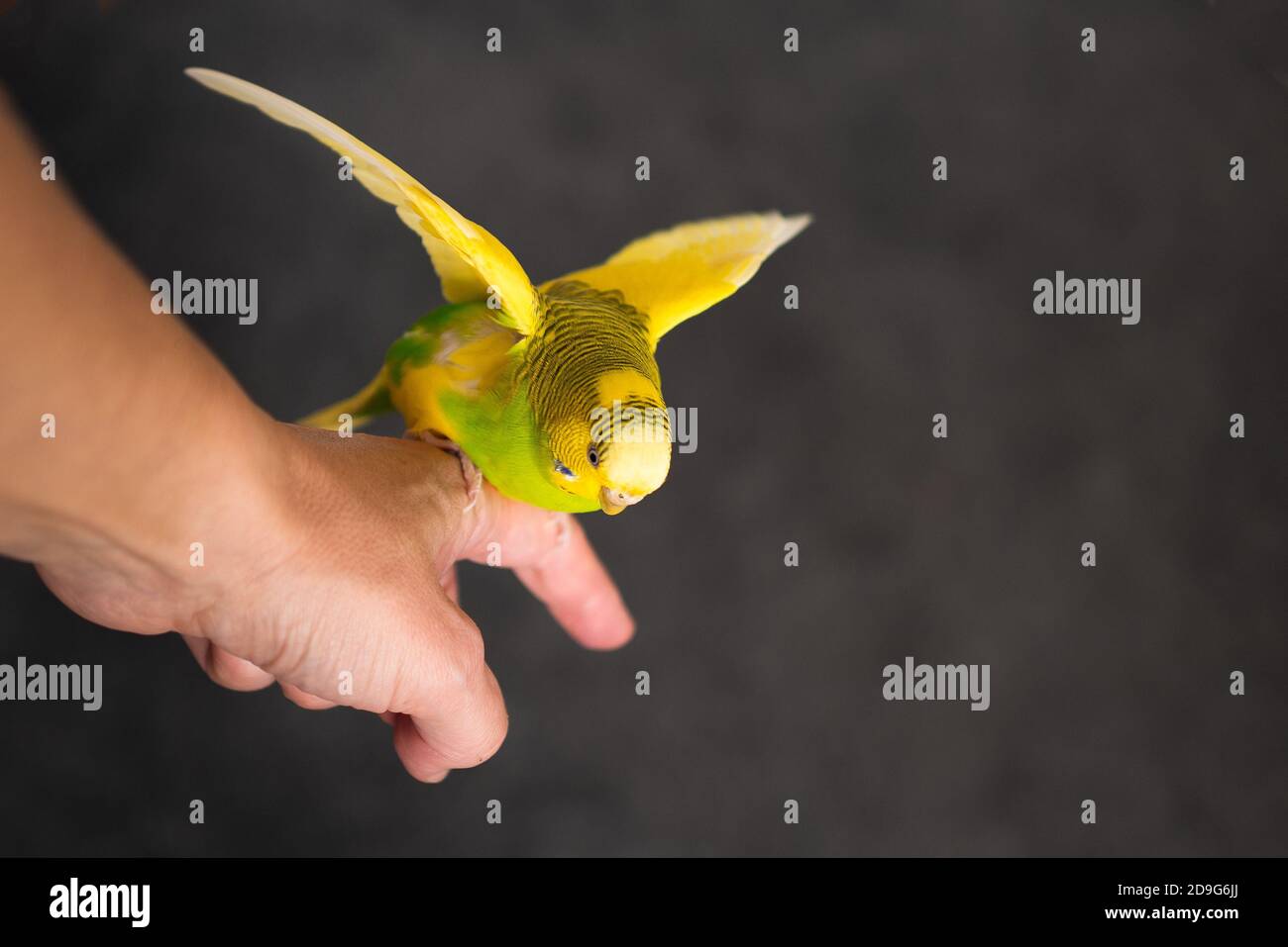 A budgerigar flapping her wings whilst sitting on a human finger Stock ...