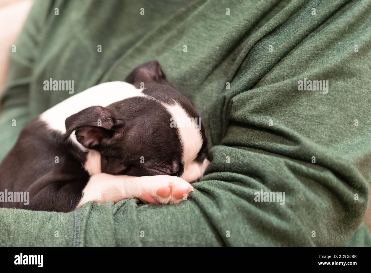 Boston Terrier puppy asleep with its head tucked into the elbow of its ...