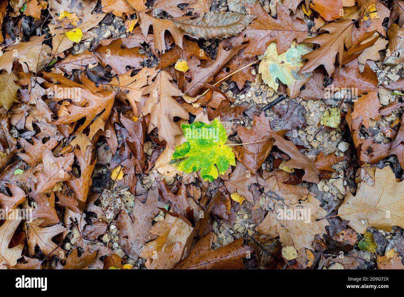 Single Sycamore leaf with oak leaves Stock Photo - Alamy