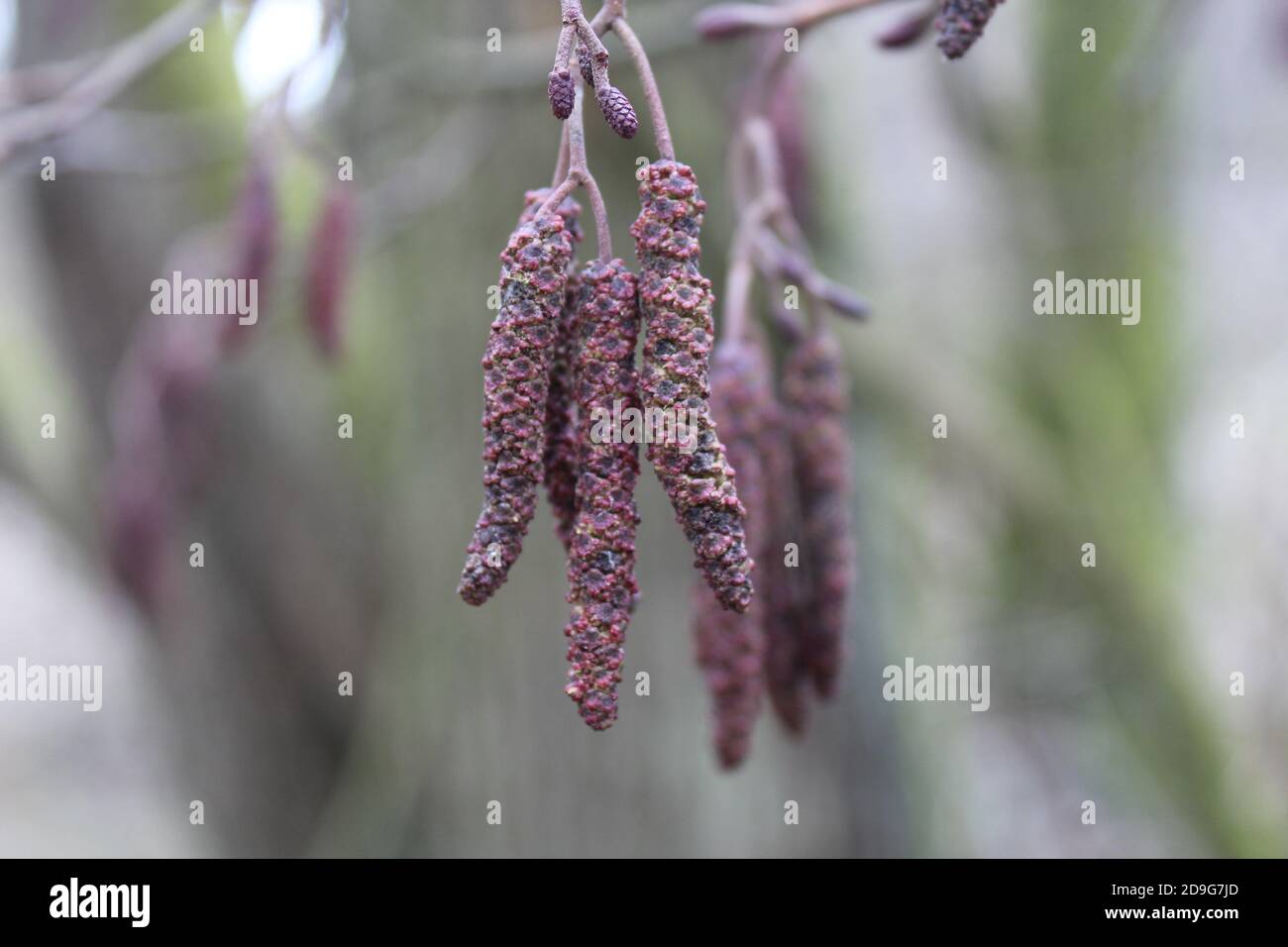 tree seed pods Stock Photo - Alamy