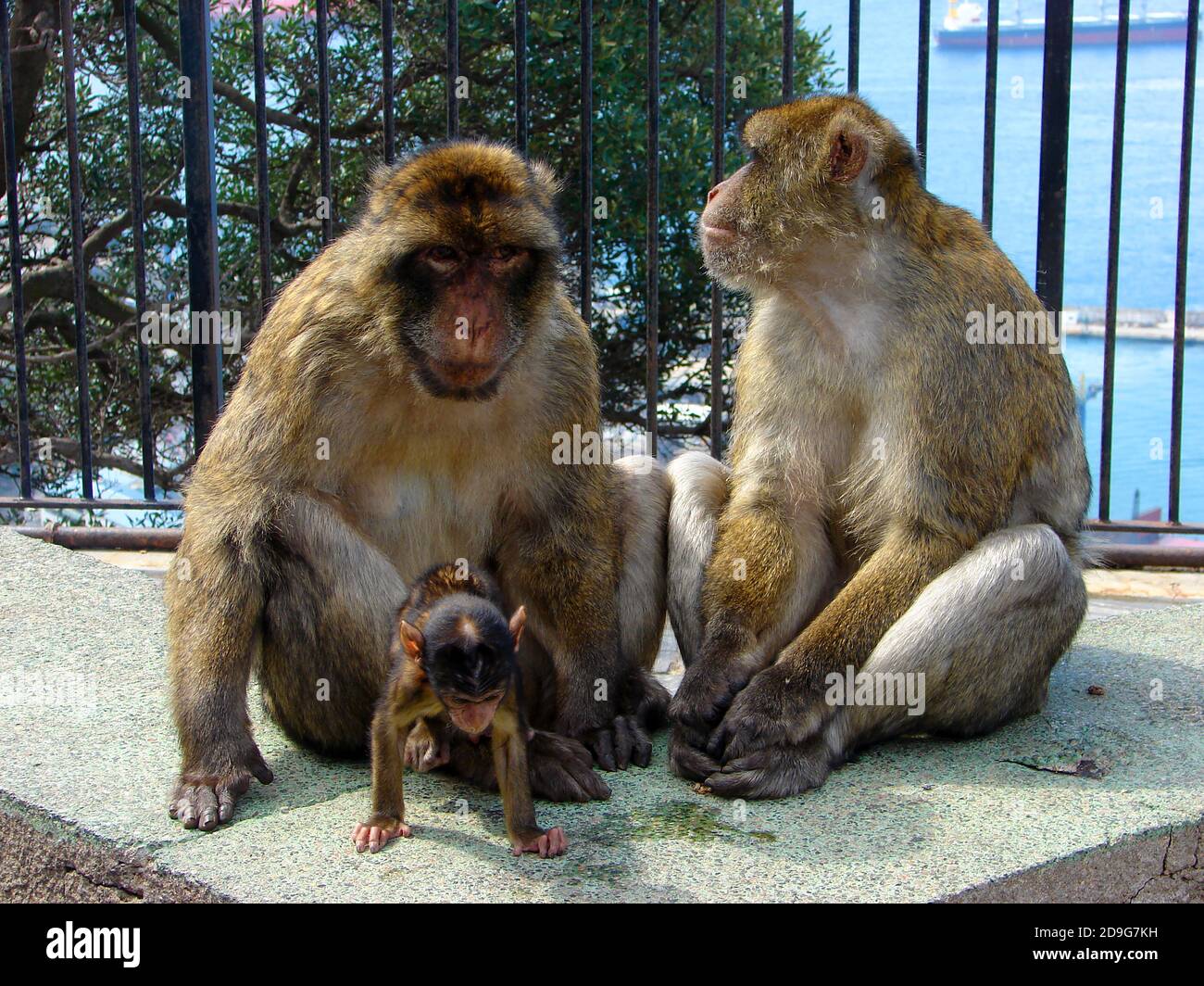 Keeper of the apes gibraltar hi-res stock photography and images - Alamy