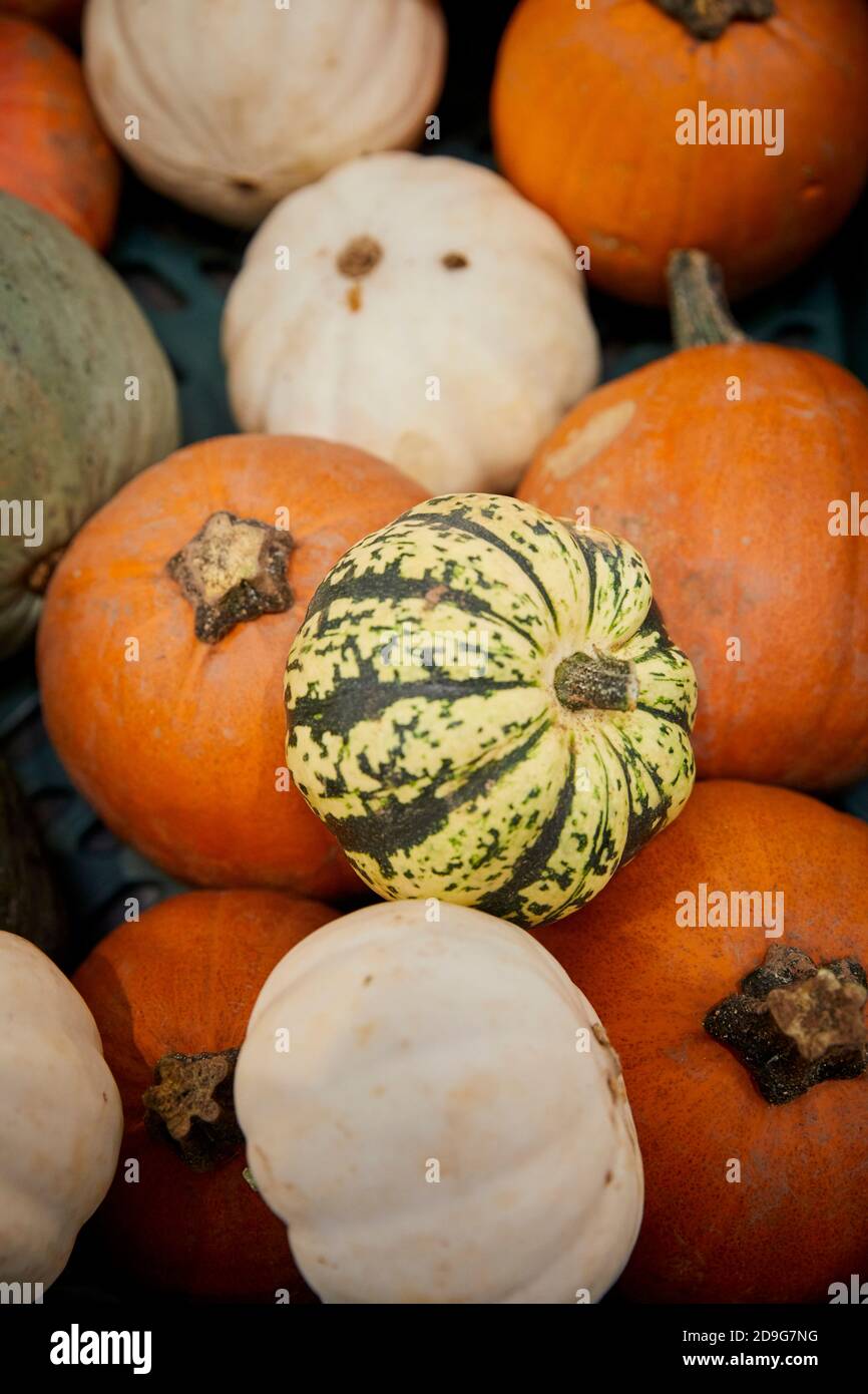 Assorted pumpkins hi-res stock photography and images - Alamy