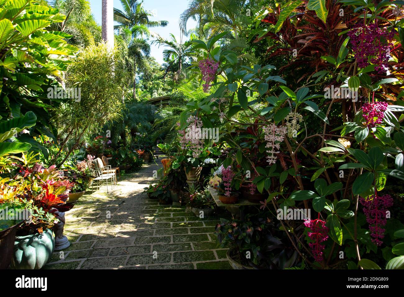 Tropical planting at top tourist destination Hunte's Gardens in ...