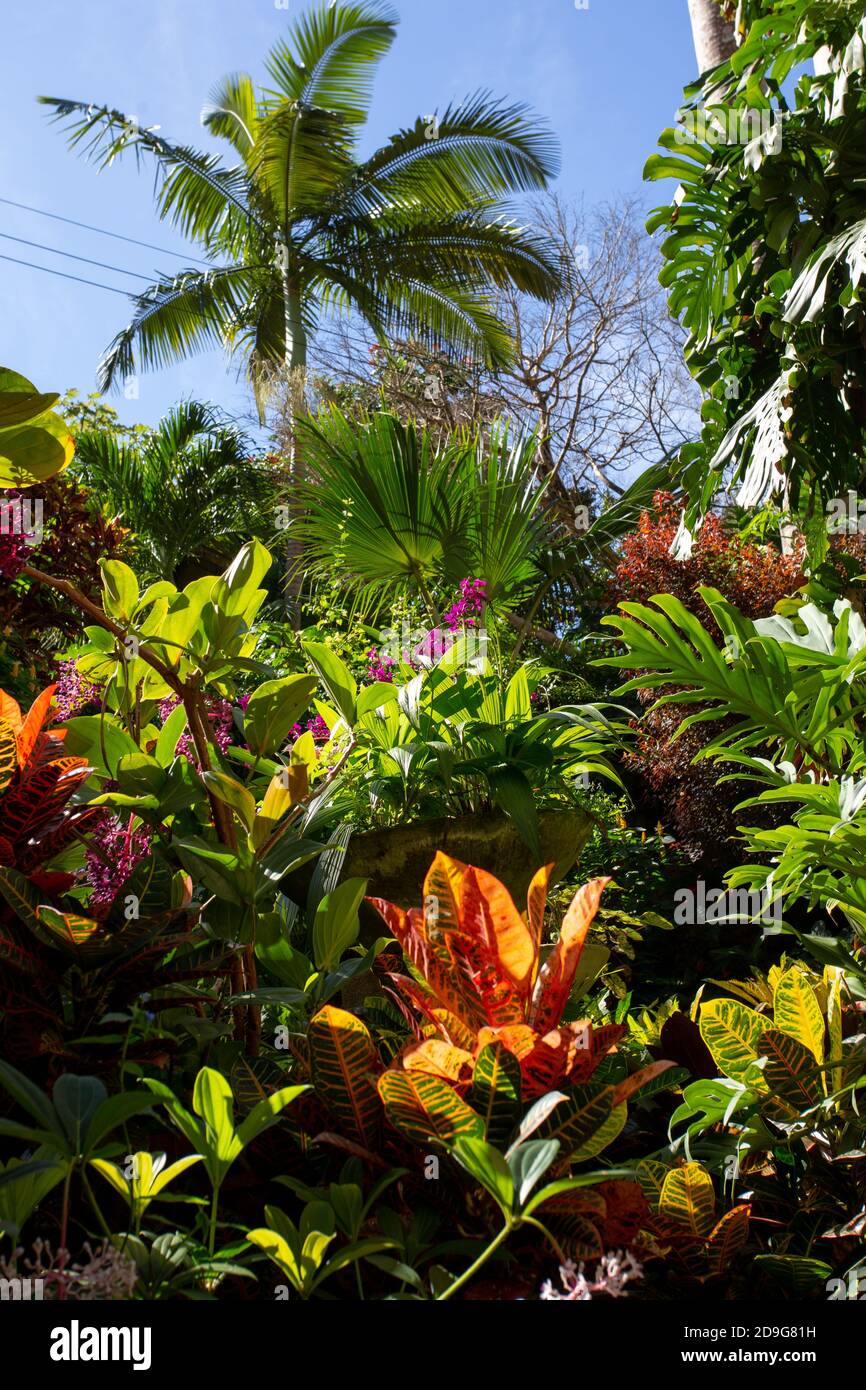 Tropical planting at top tourist destination Hunte's Gardens in ...
