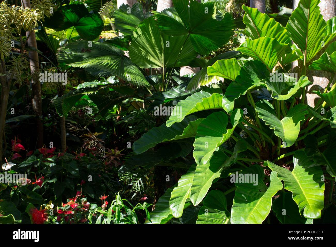 Tropical planting at top tourist destination Hunte's Gardens in ...