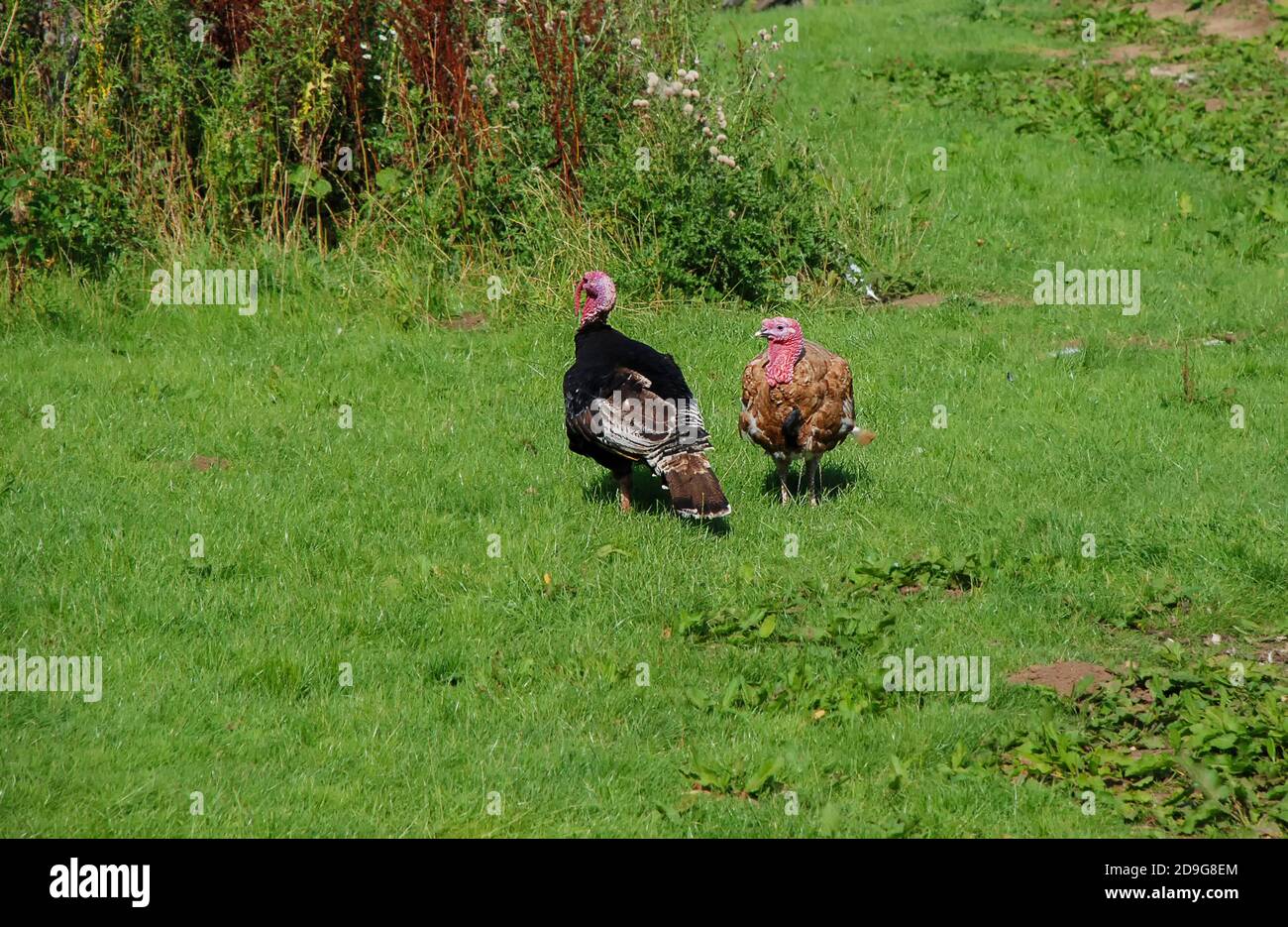 Free range turkeys on a farm in Suffolk, UK Stock Photo - Alamy
