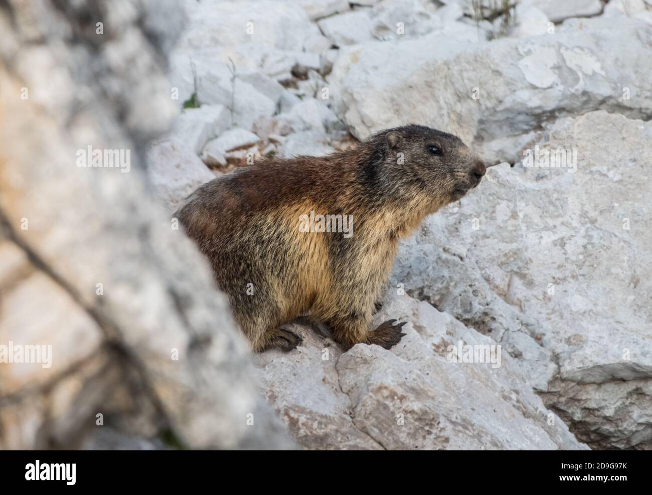 Cute marmot in Italy, next to Rifugio Averau hiding Stock Photo - Alamy