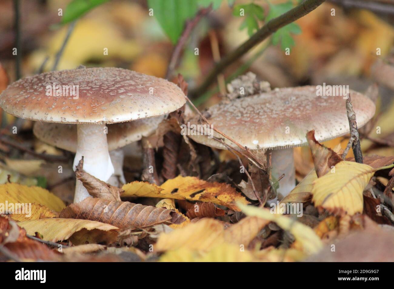 Expanding mushrooms hi-res stock photography and images - Alamy