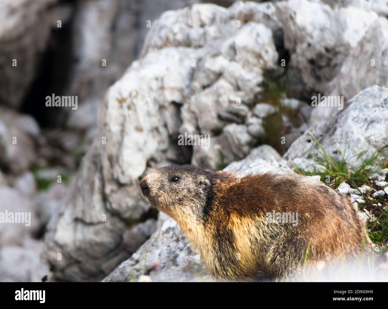 Cute marmot in Italy, next to Rifugio Averau hiding Stock Photo - Alamy