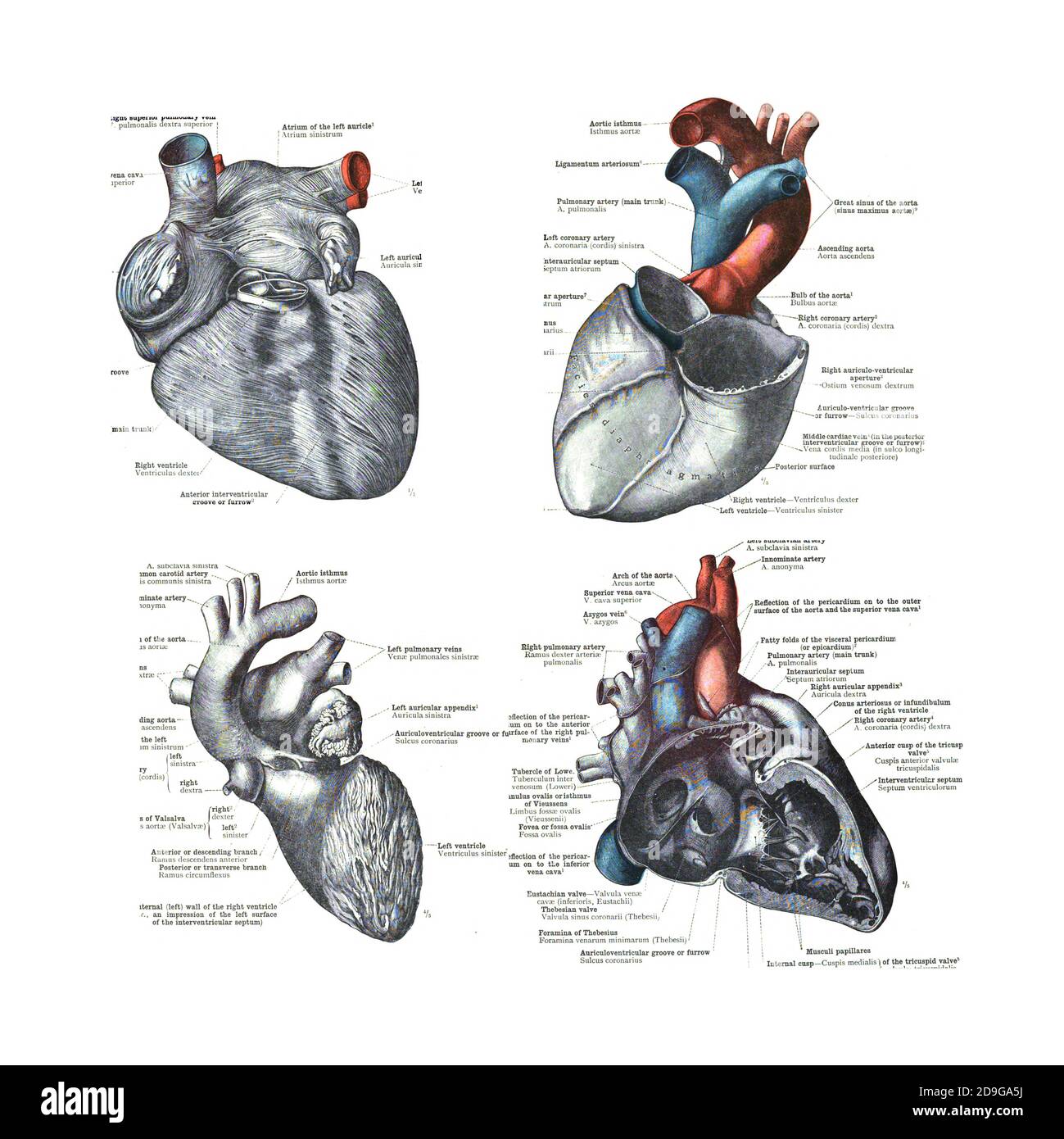Human Heart Anatomy Vintage