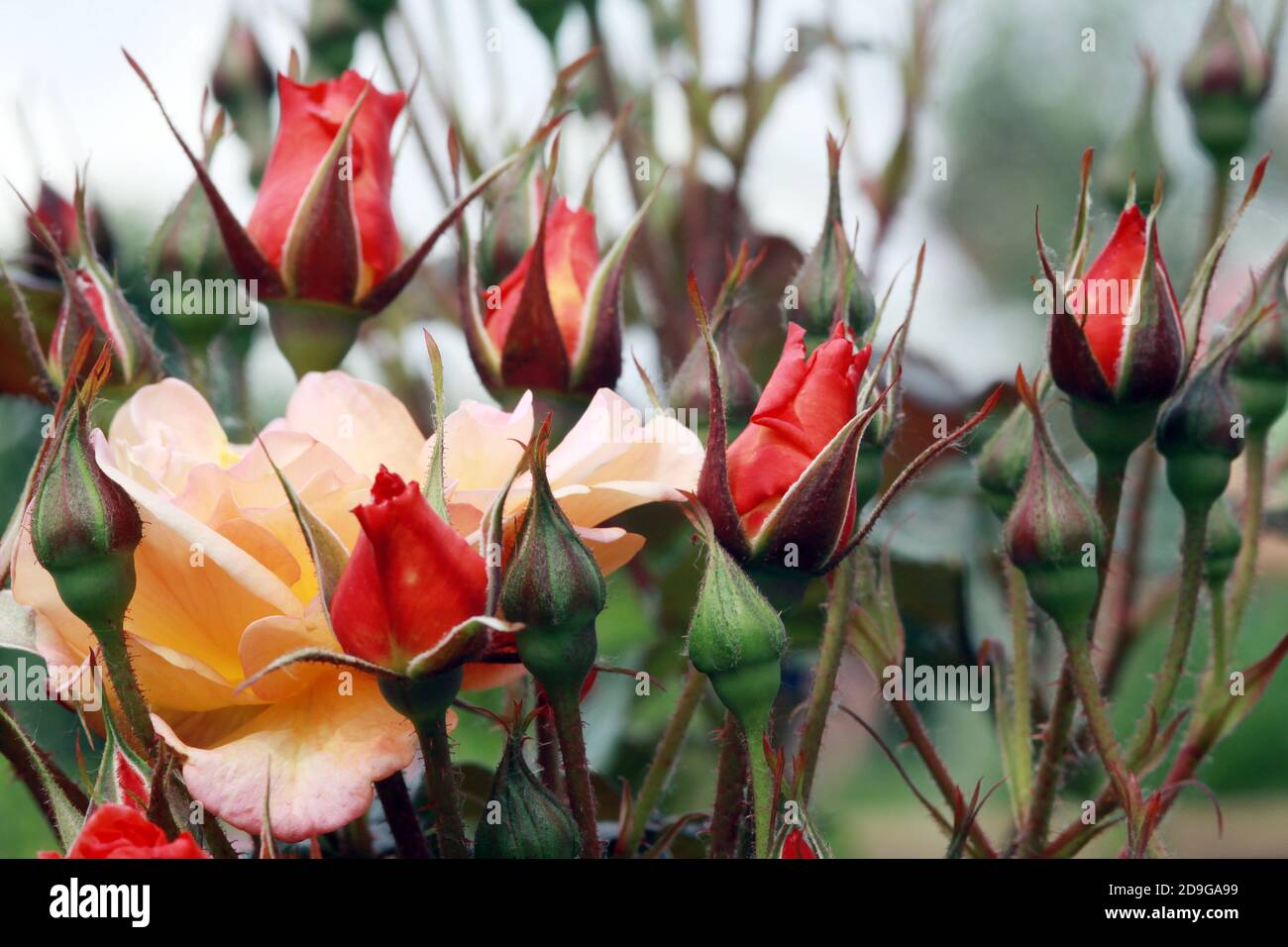 Rosen knospe hi-res stock photography and images - Alamy