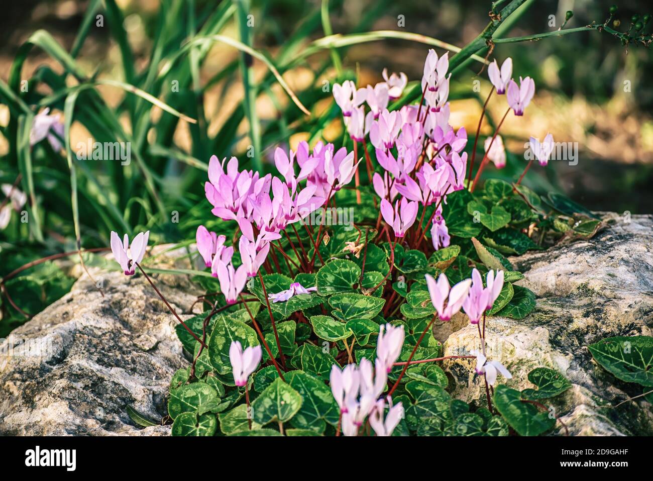 Spring time in cyprus hi-res stock photography and images - Alamy