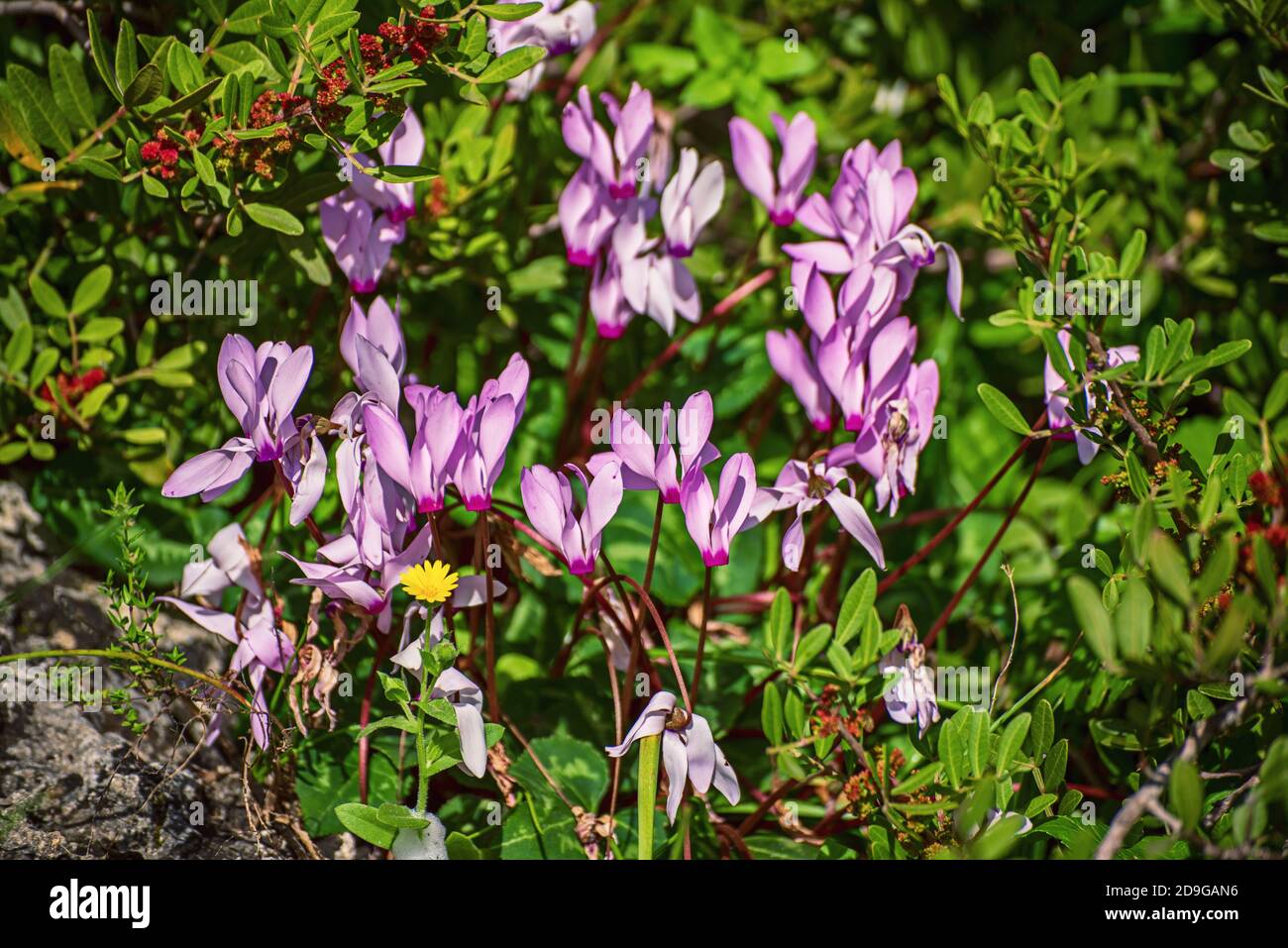 Cyprus Wild Flower High Resolution Stock Photography and Images - Alamy