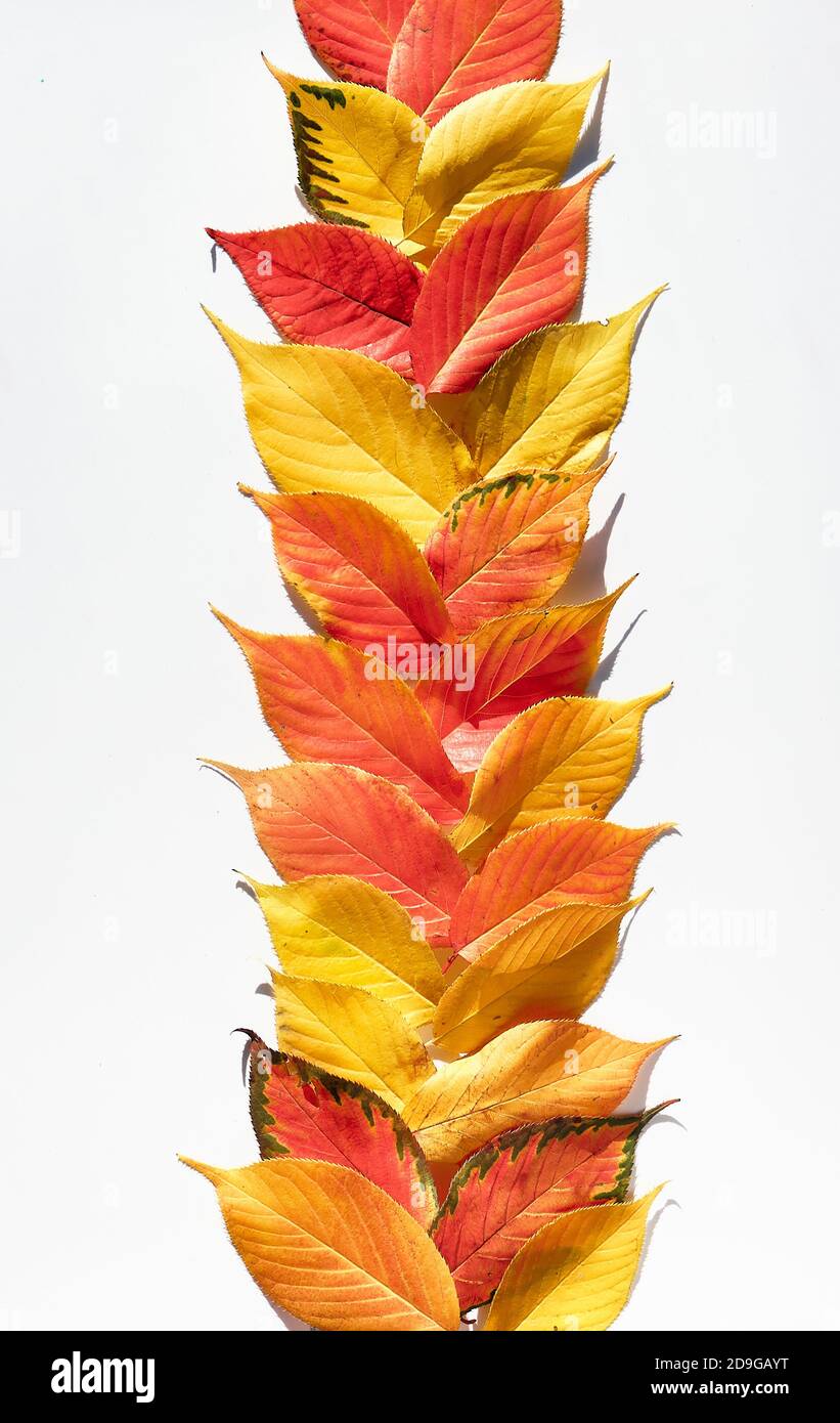 Page divider hi-res stock photography and images - Alamy