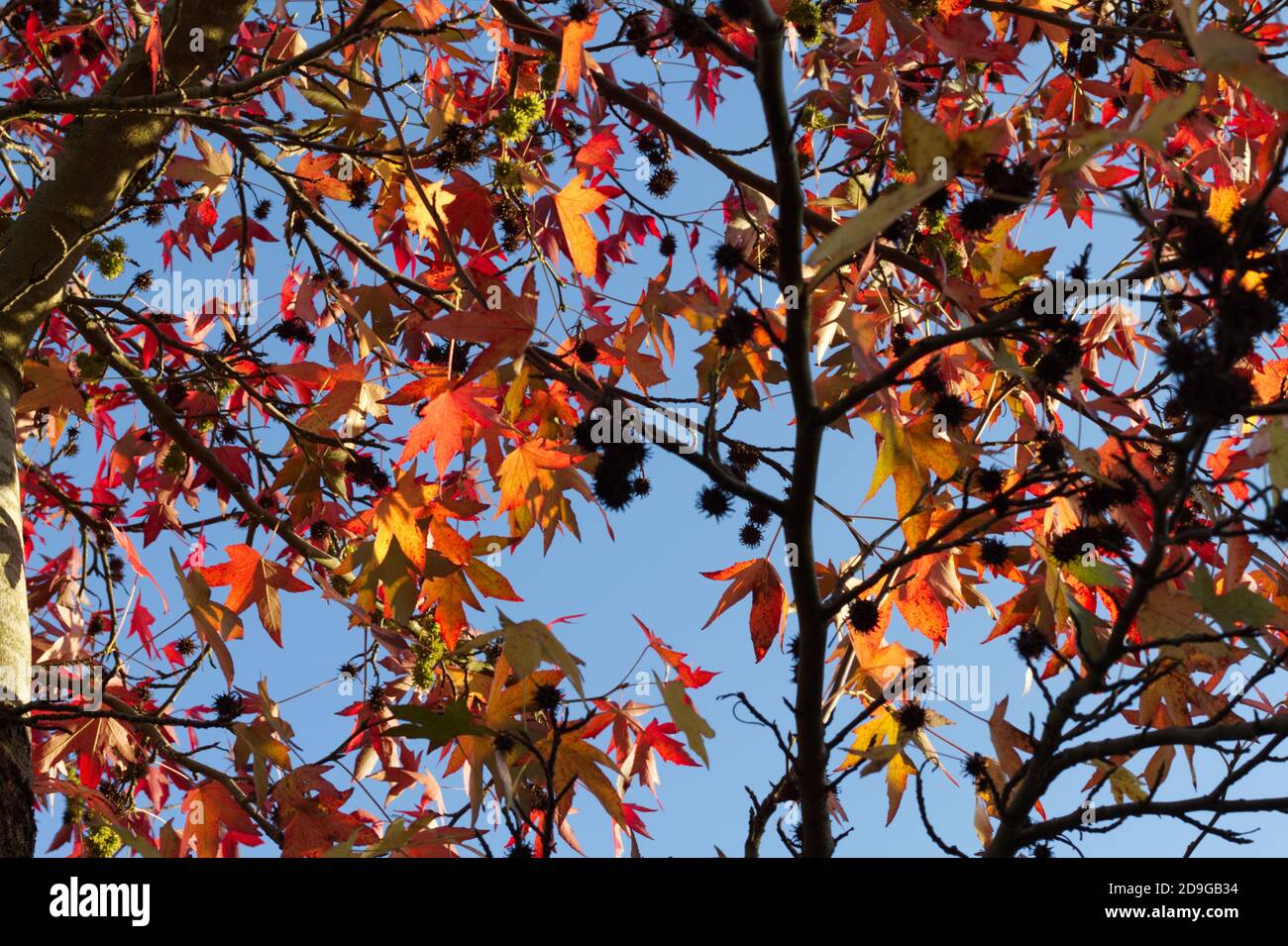 Liquidambar styraciflua autumn hi-res stock photography and images - Alamy