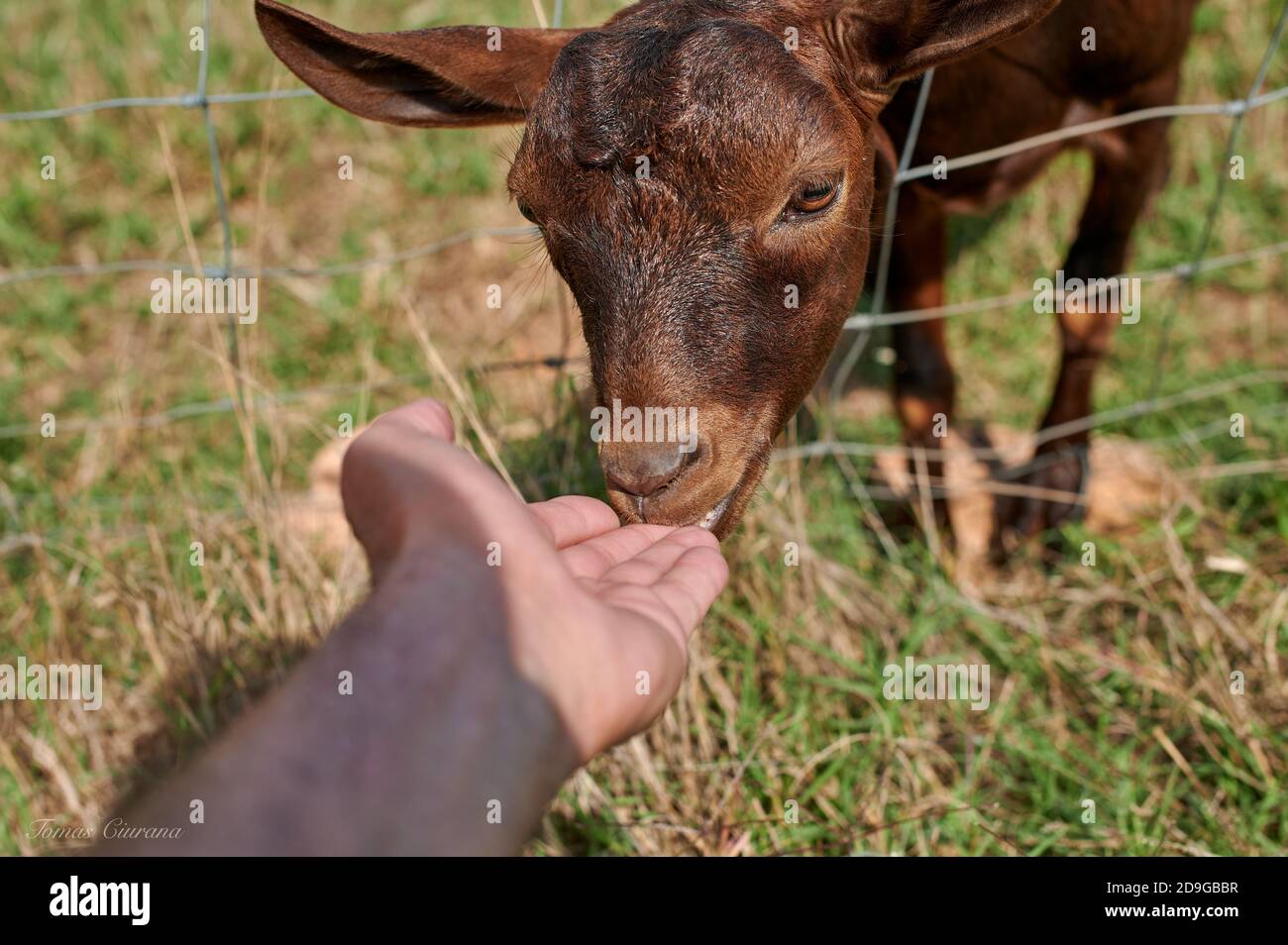 Cute goat eating grass in a farm at daytime Stock Photo - Alamy