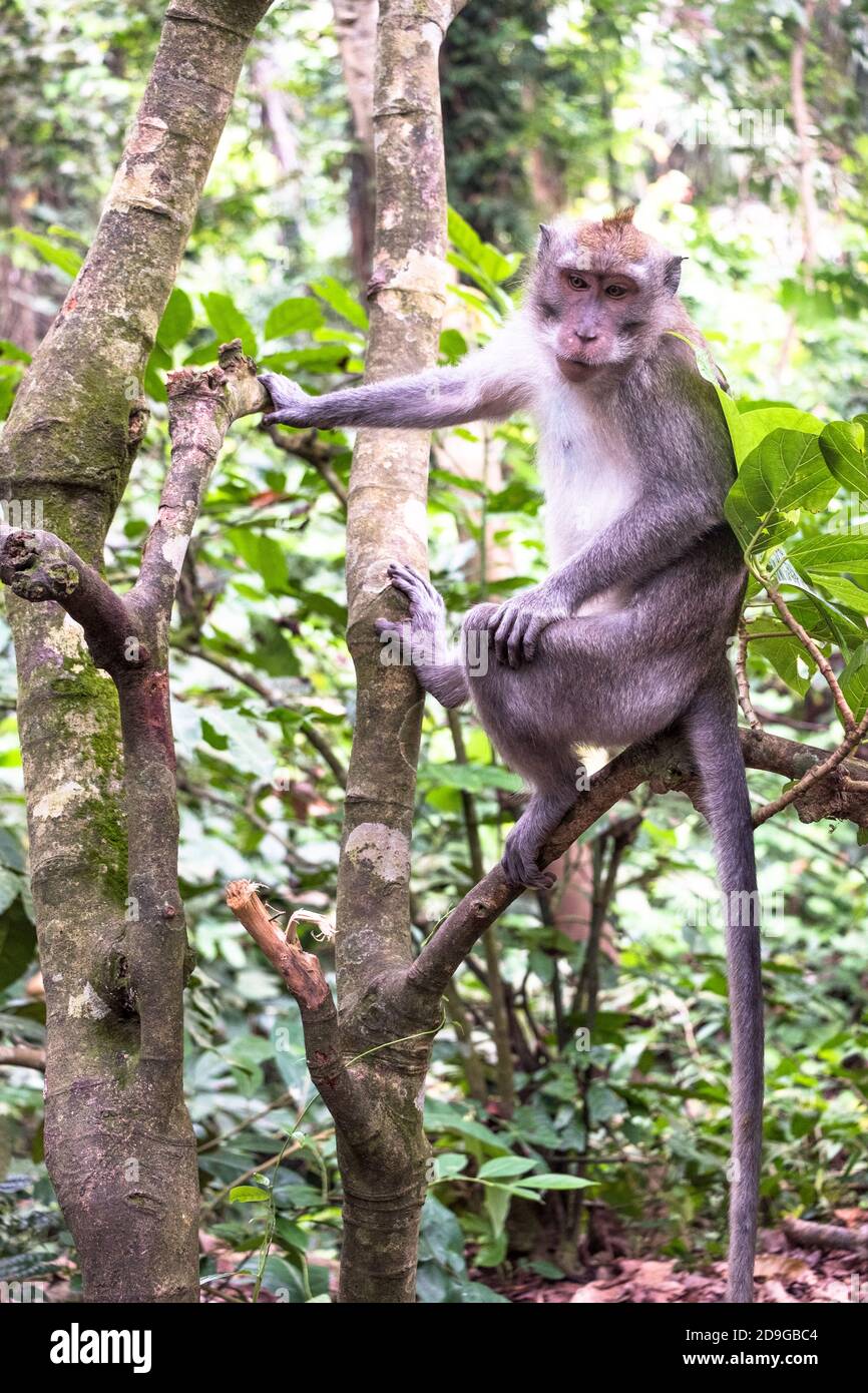 a cute monkey climbing on a tree at the Monkey Forest in Ubud, Bali ...