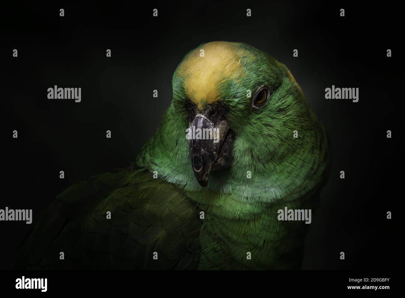 Closeup shot of a cute budgerigar parrot Stock Photo - Alamy