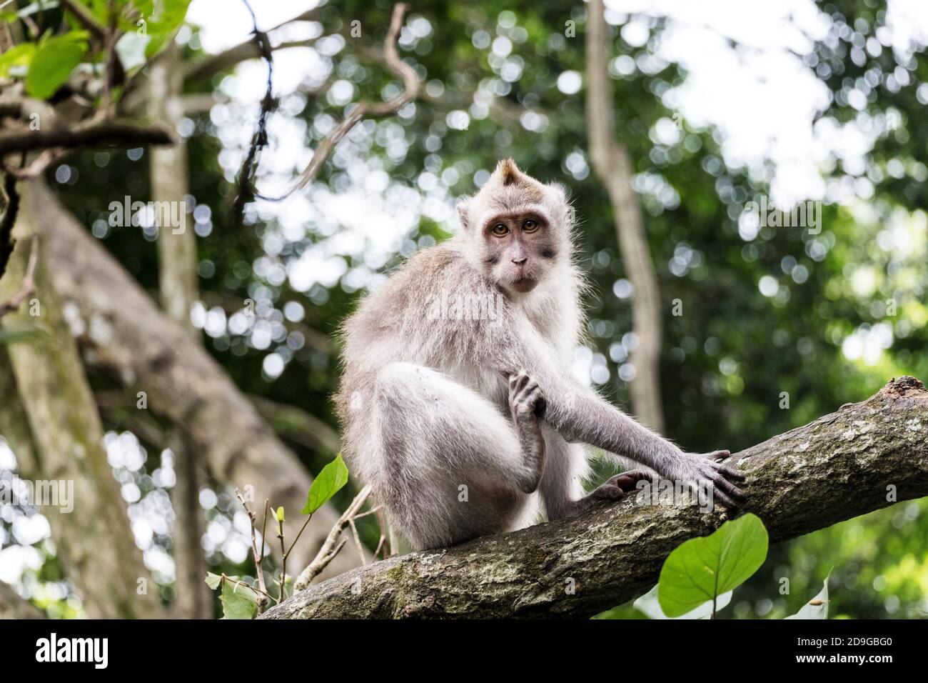 a cute monkey climbing on a tree at the Monkey Forest in Ubud, Bali ...