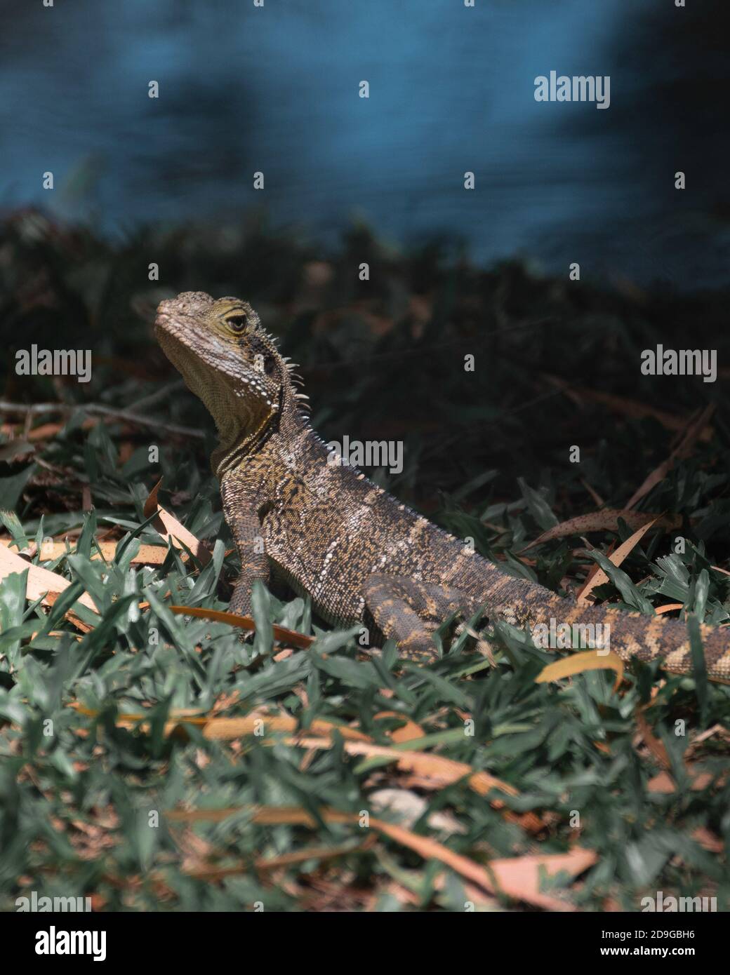 Striped monitor lizard hi-res stock photography and images - Alamy