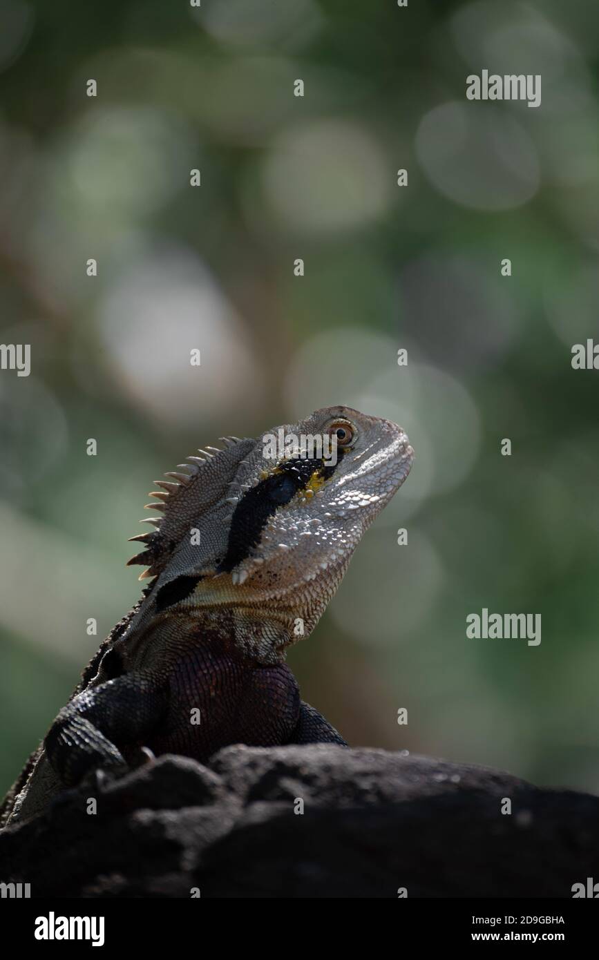Frog lizard hi-res stock photography and images - Alamy