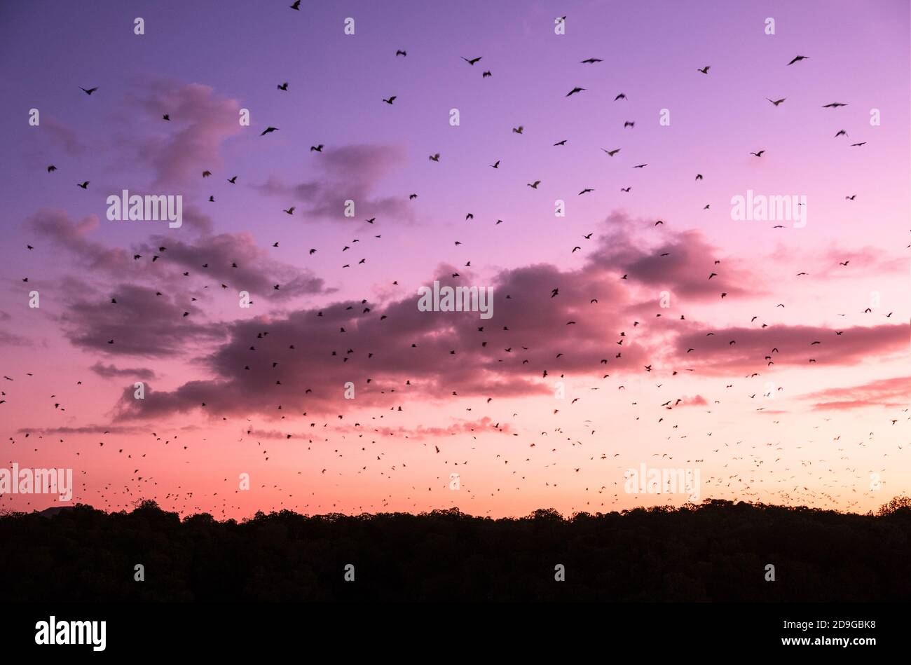 Flying foxes hi-res stock photography and images - Alamy